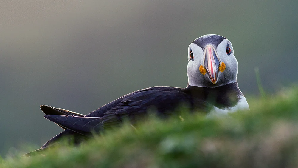 Meet the Young BPOTY judges - Freya Coursey — Bird Photographer of the Year