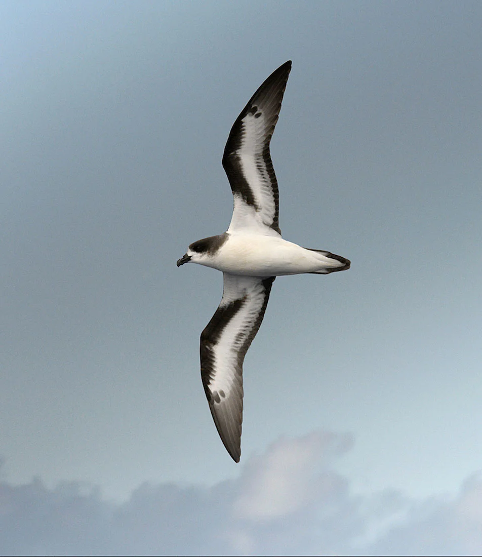 Bird Photographer of the Year and the Bermuda Petrel by Paul Sterry ...