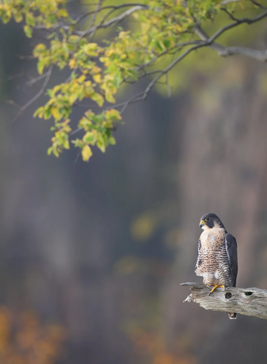 The Peregrine Falcon - a North American success story — Bird ...