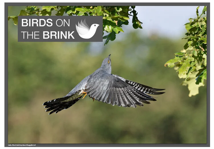 Bird Photographer of the Year supporting Conservation — Bird ...