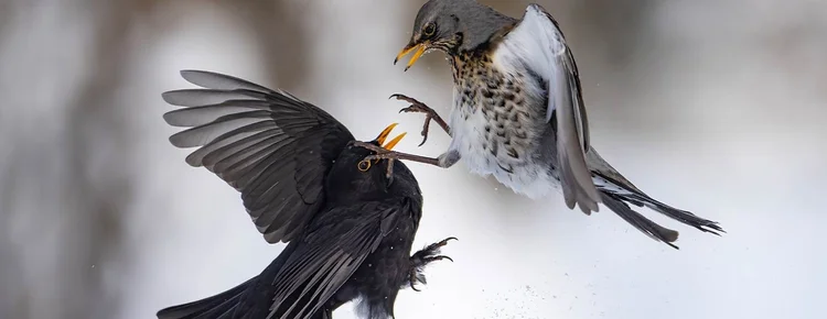 Bird Photographer of the Year - International Wildlife Photography ...