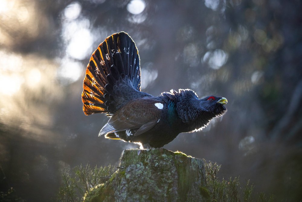 View the Bird Photographer of the Year 2025 Winners — Bird Photographer ...
