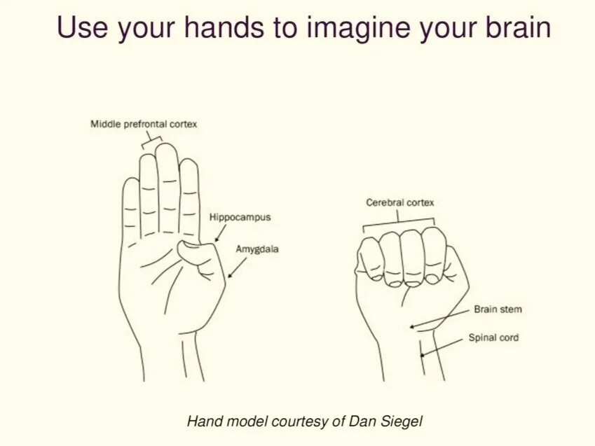 The Brain in the Palm of your Hand: Dan Siegel’s Hand Model — The ...