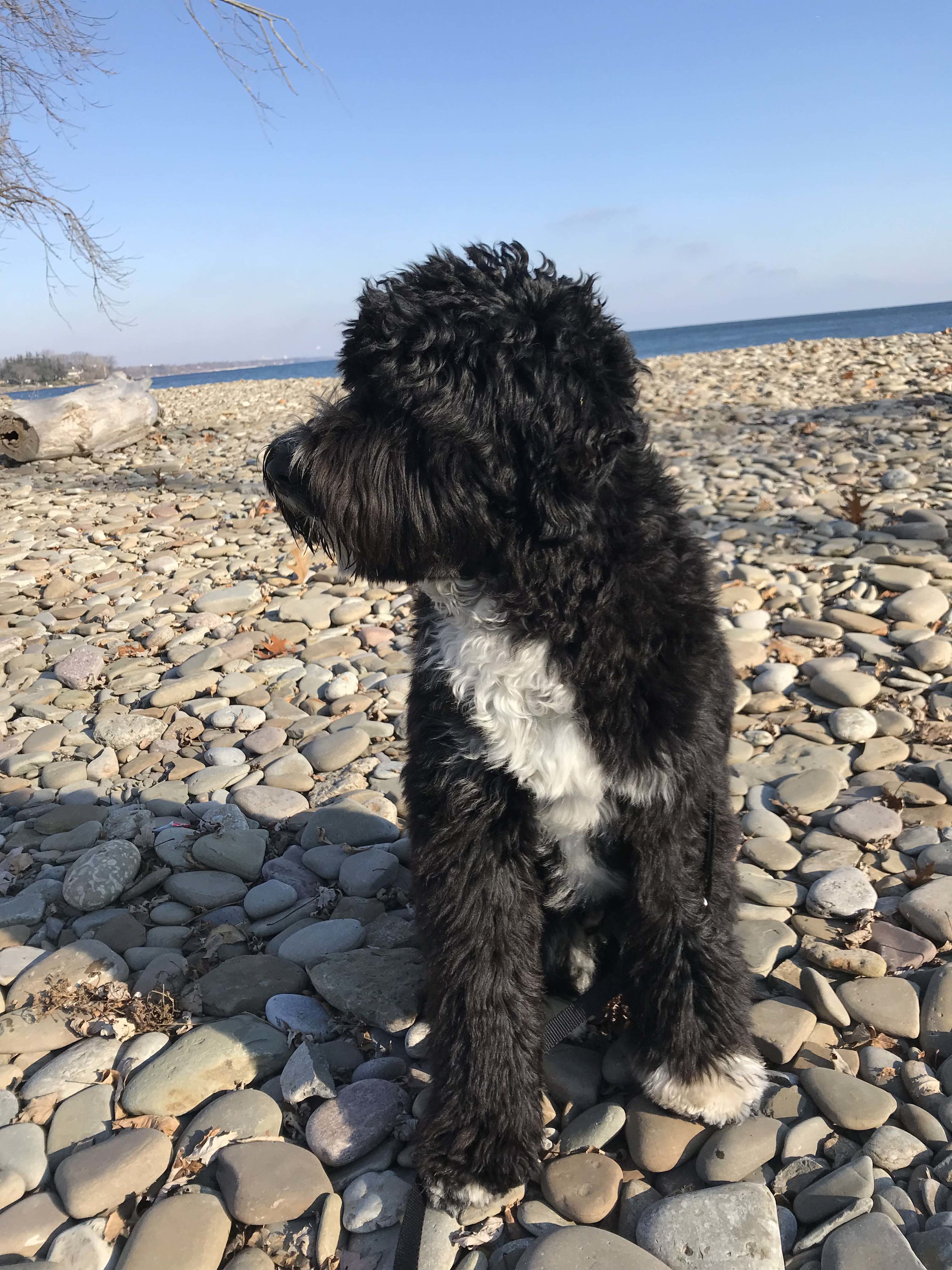 Olde English Goldendoodle Testimonials — Doodle Creek