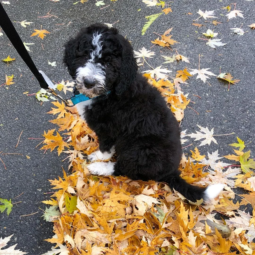 Olde English Goldendoodle Testimonials — Doodle Creek