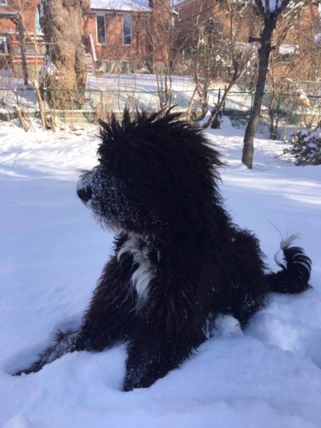 Olde English Goldendoodle Testimonials — Doodle Creek
