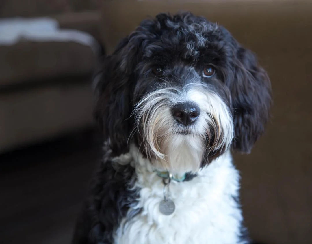 Olde English Goldendoodle Testimonials — Doodle Creek