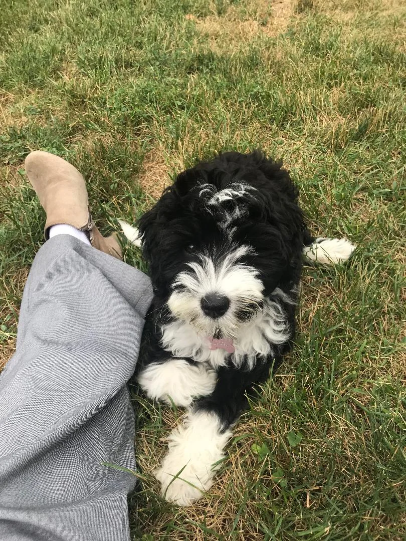 Olde English Goldendoodle Testimonials — Doodle Creek