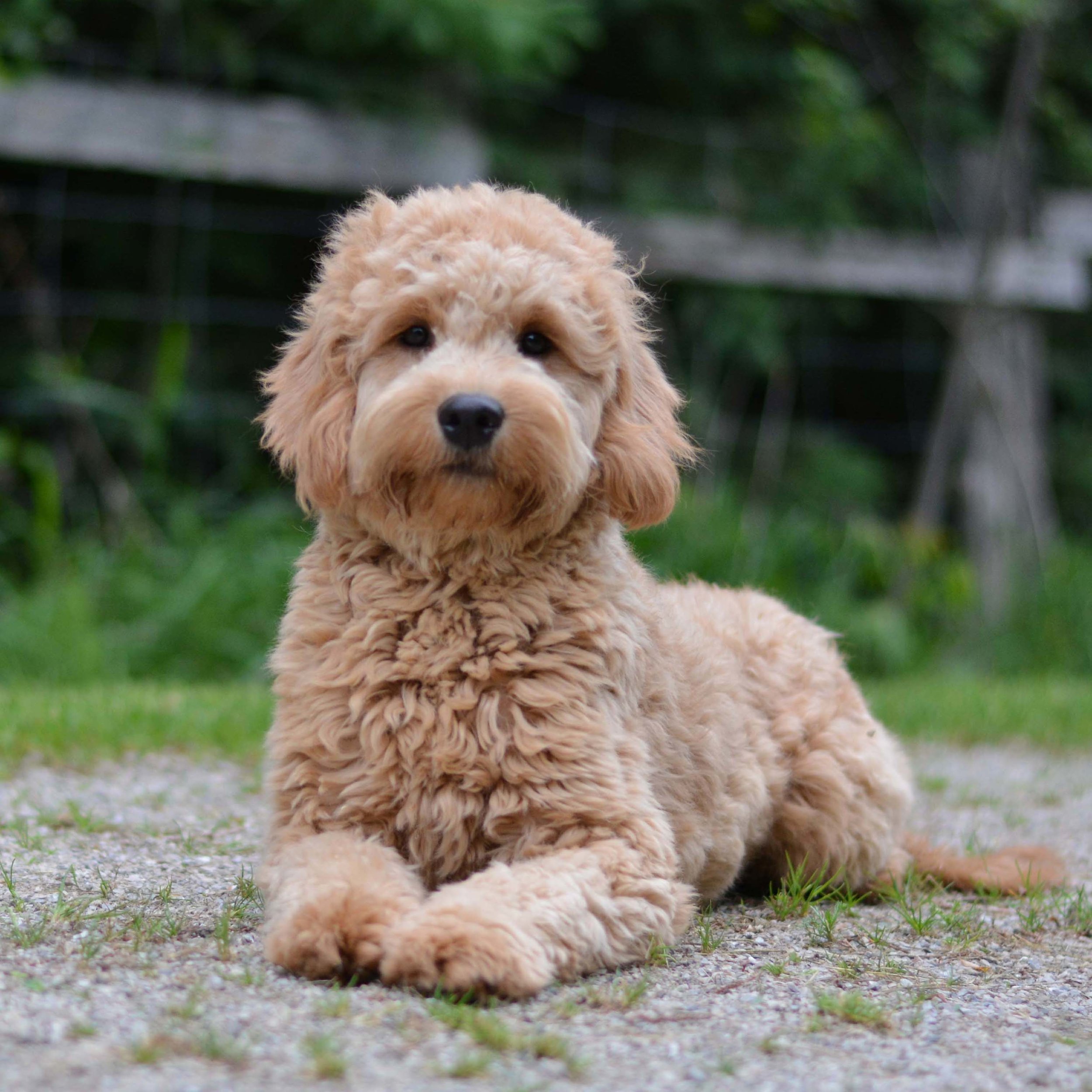 English Mini Goldendoodles