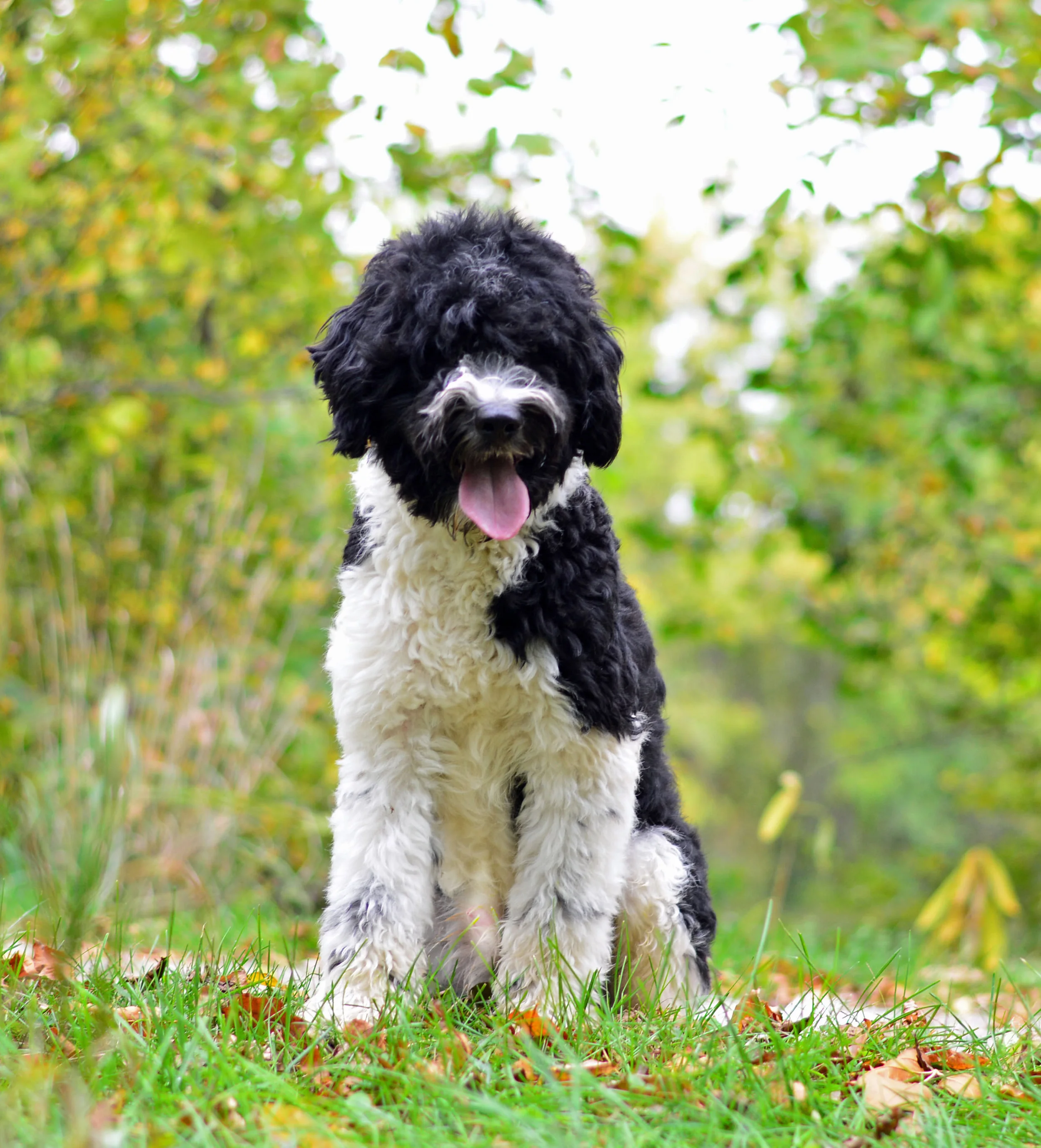 Cinnamon's Multigen Mini English Goldendoodles — Doodle Creek