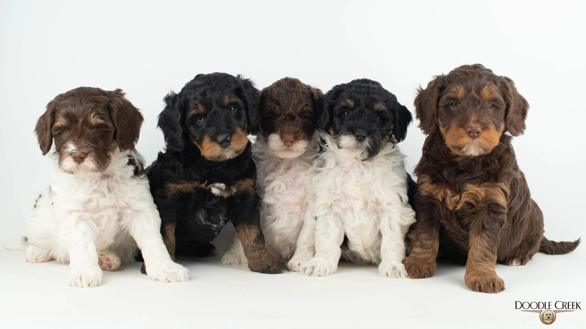Zoey's Multigen Mini English Goldendoodles — Doodle Creek