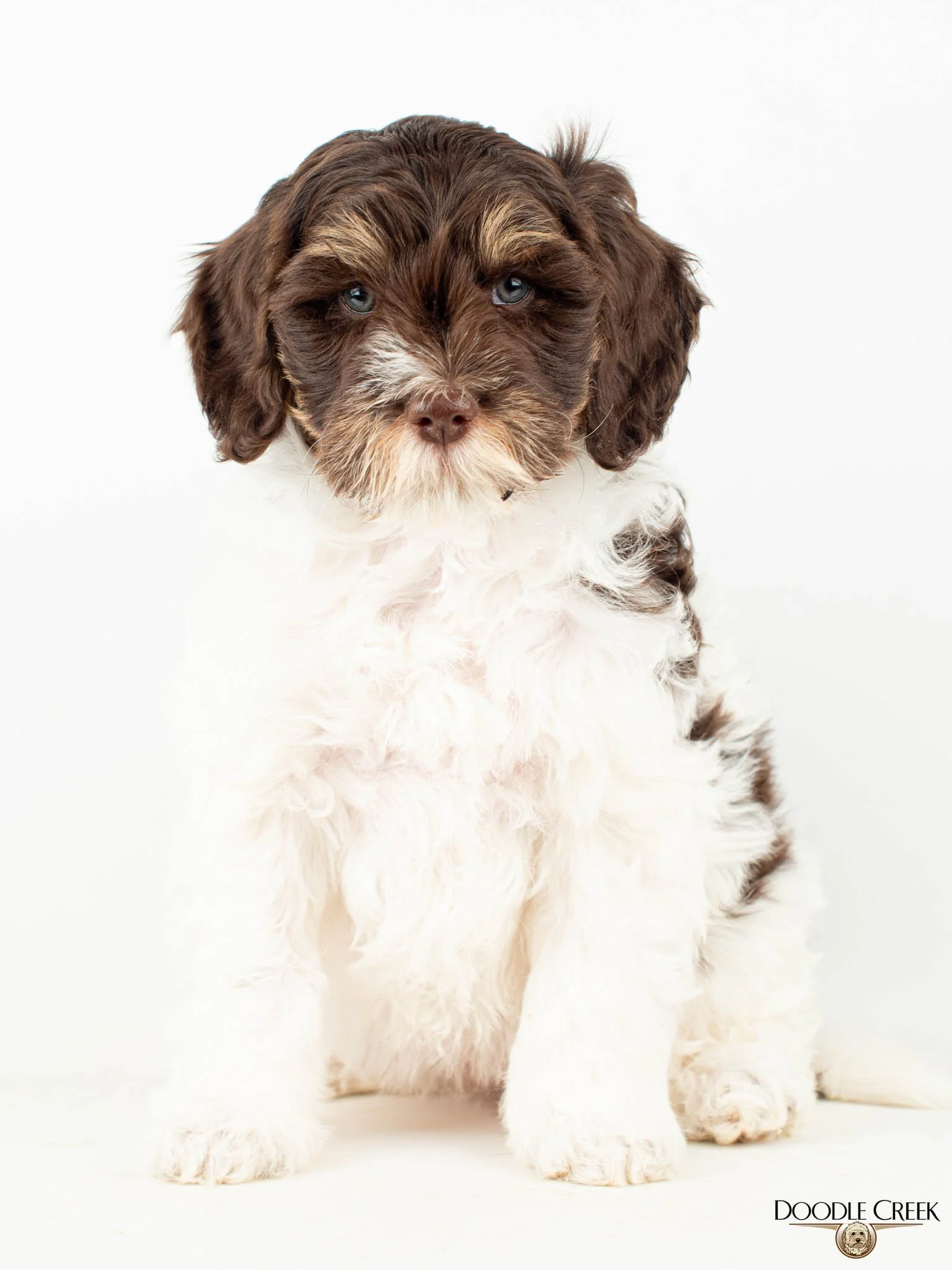 Zoey's Multigen Mini English Goldendoodles — Doodle Creek