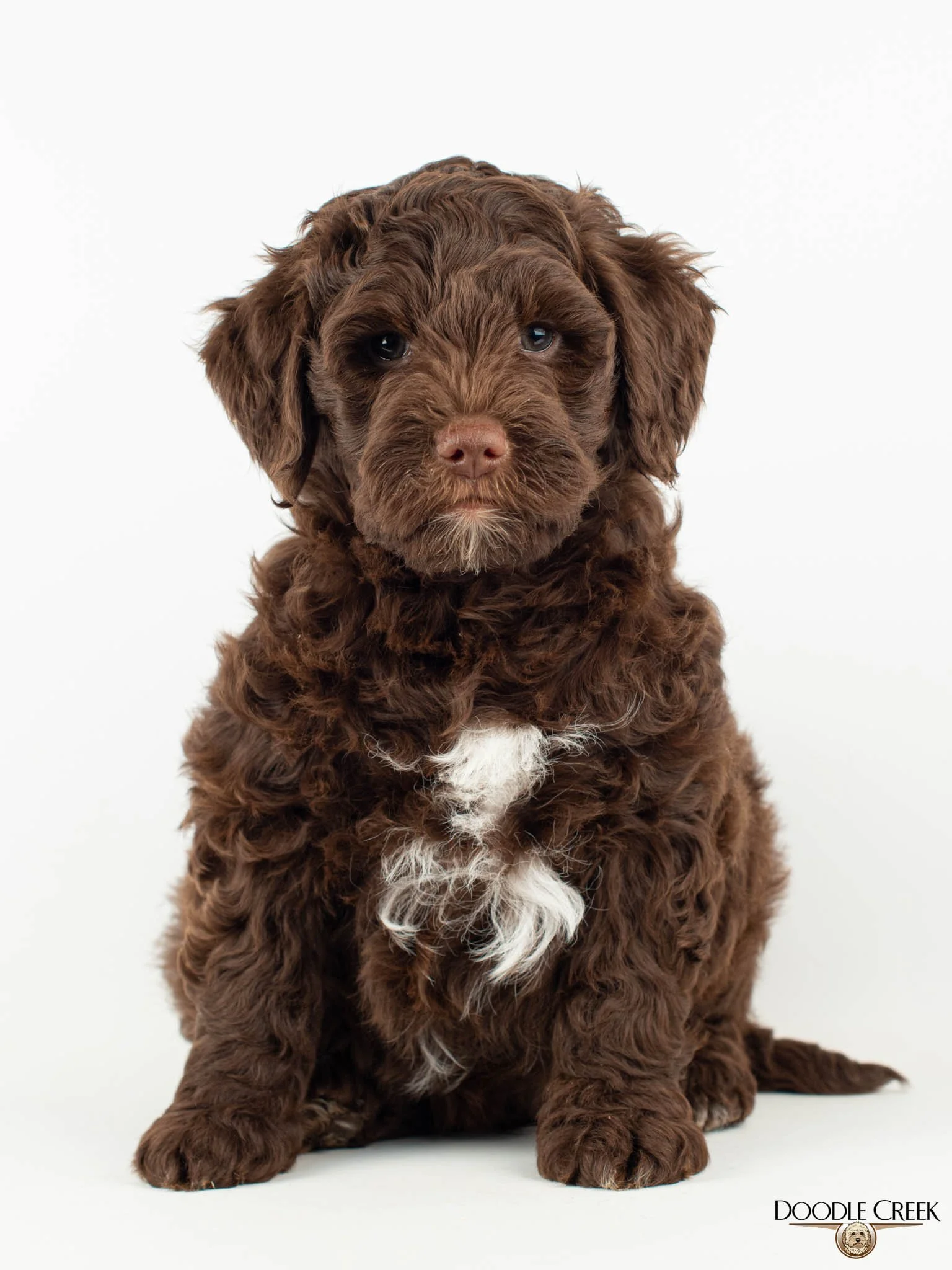 Zoey's Multigen Mini English Goldendoodles — Doodle Creek