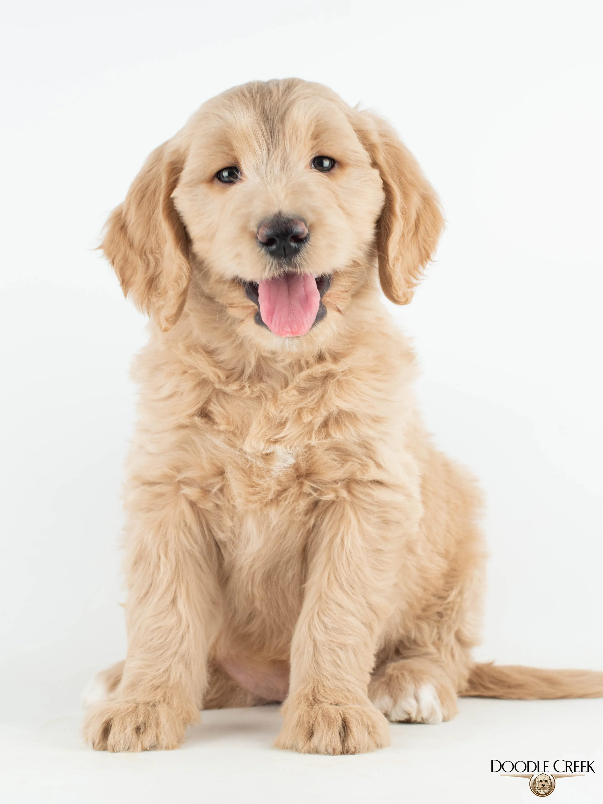 Cassia's F1 Standard English Goldendoodles — Doodle Creek