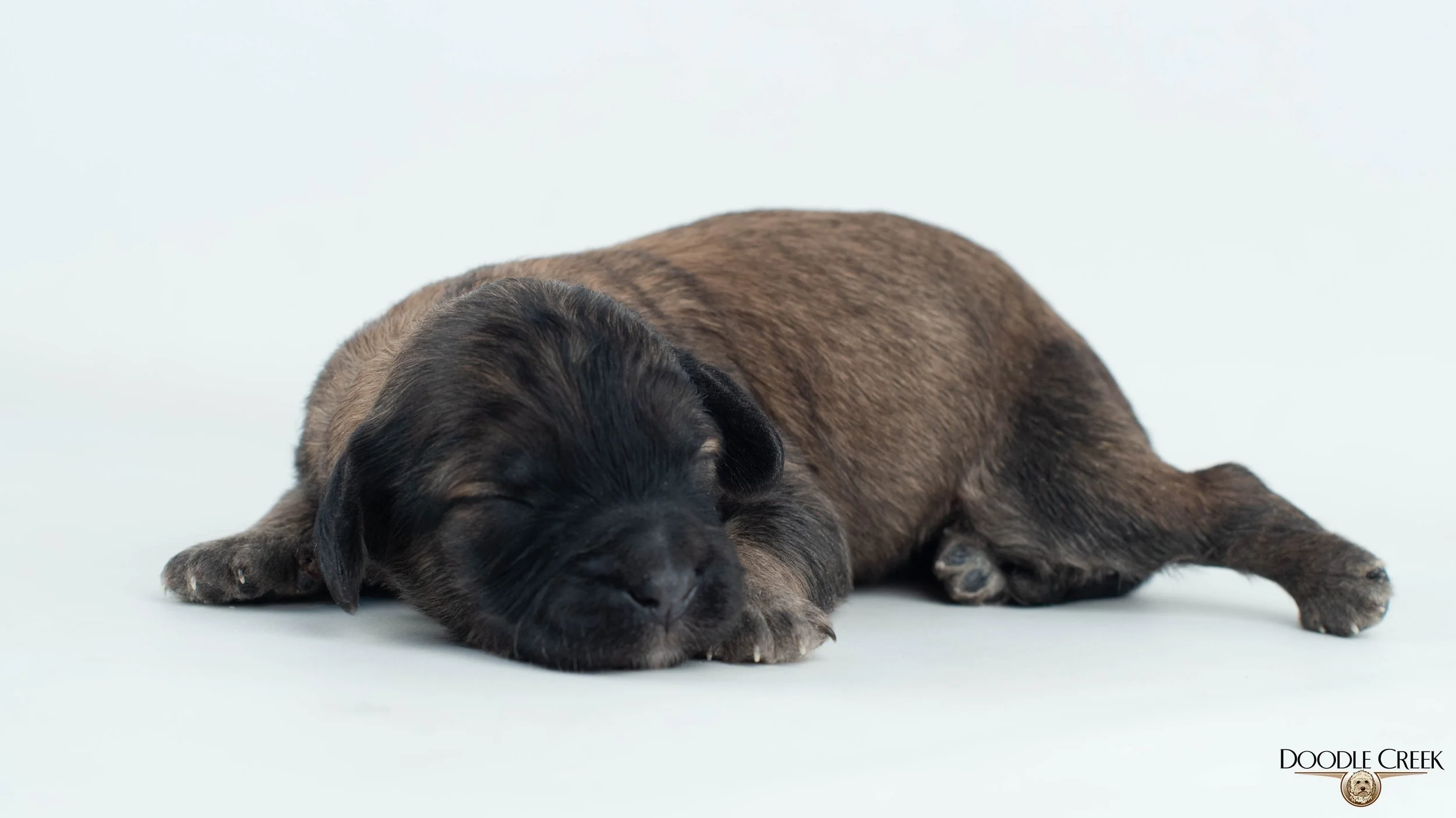 Ausha's Mini Olde English Goldendoodles — Doodle Creek