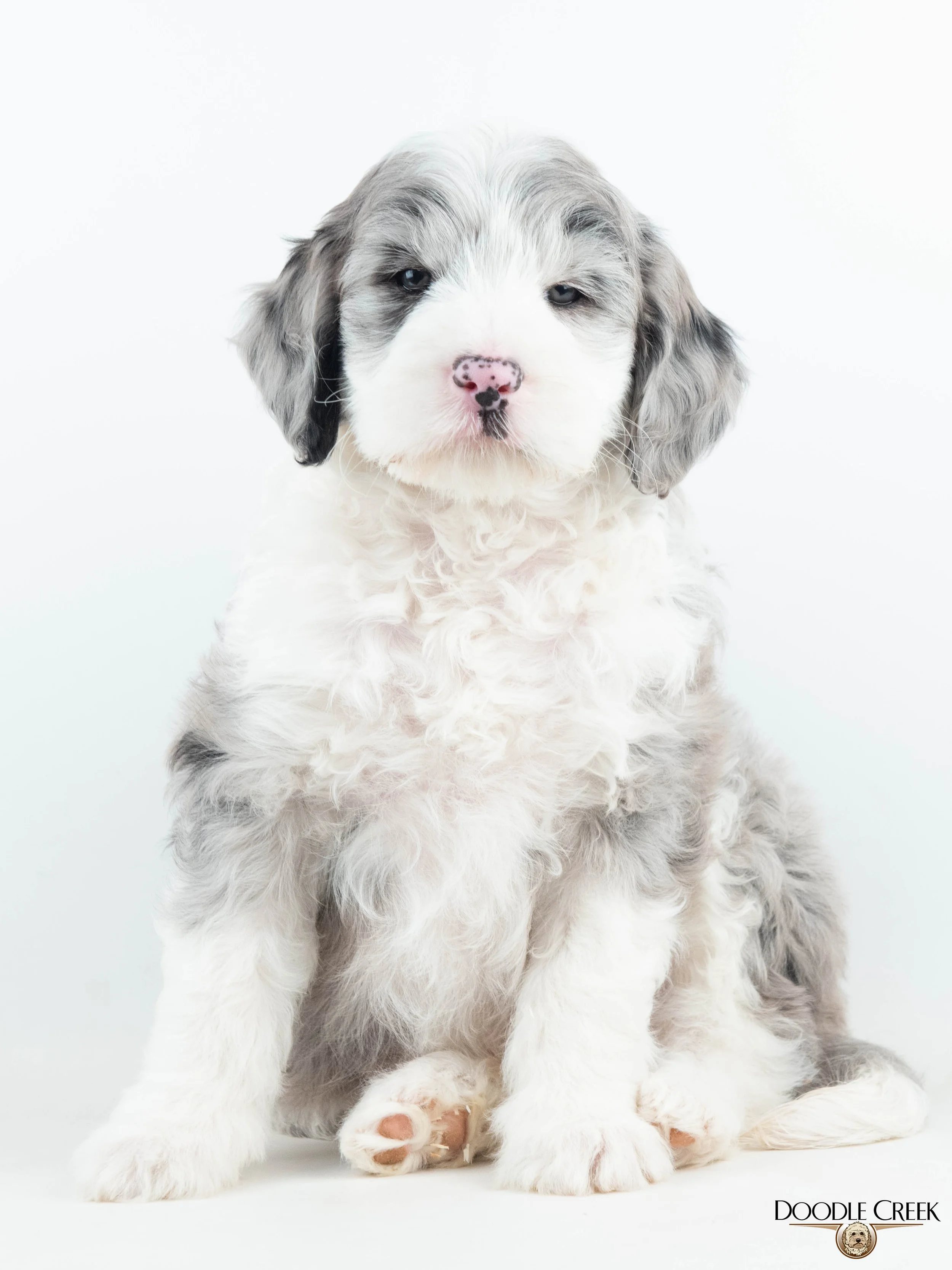 Ausha's Mini Olde English Goldendoodles — Doodle Creek