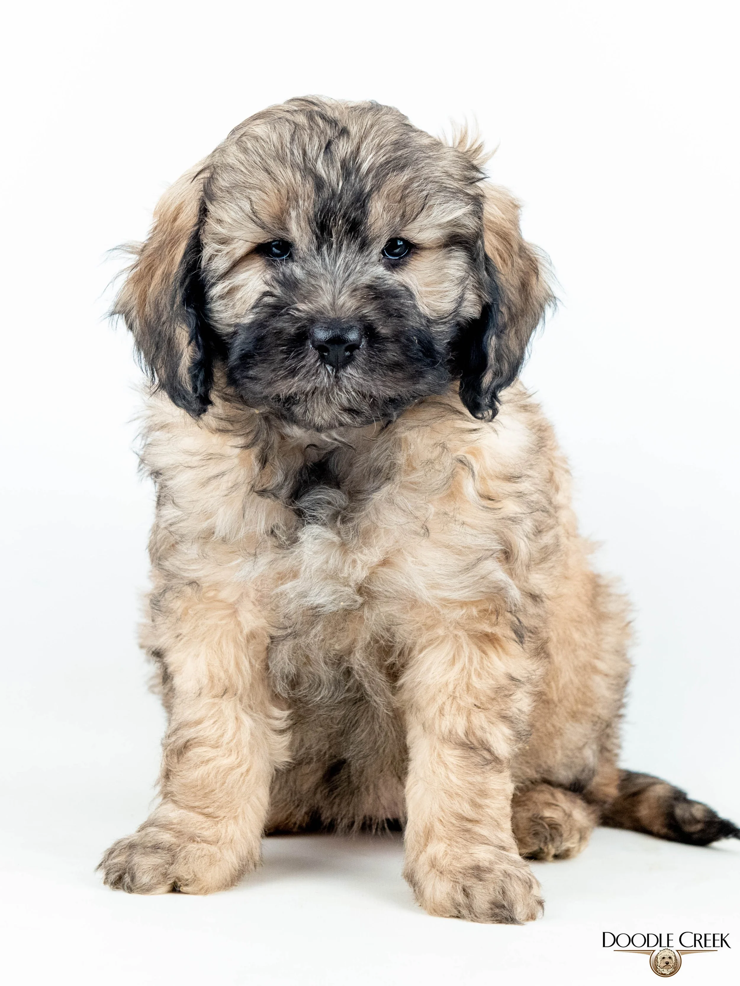 Ausha's Mini Olde English Goldendoodles — Doodle Creek