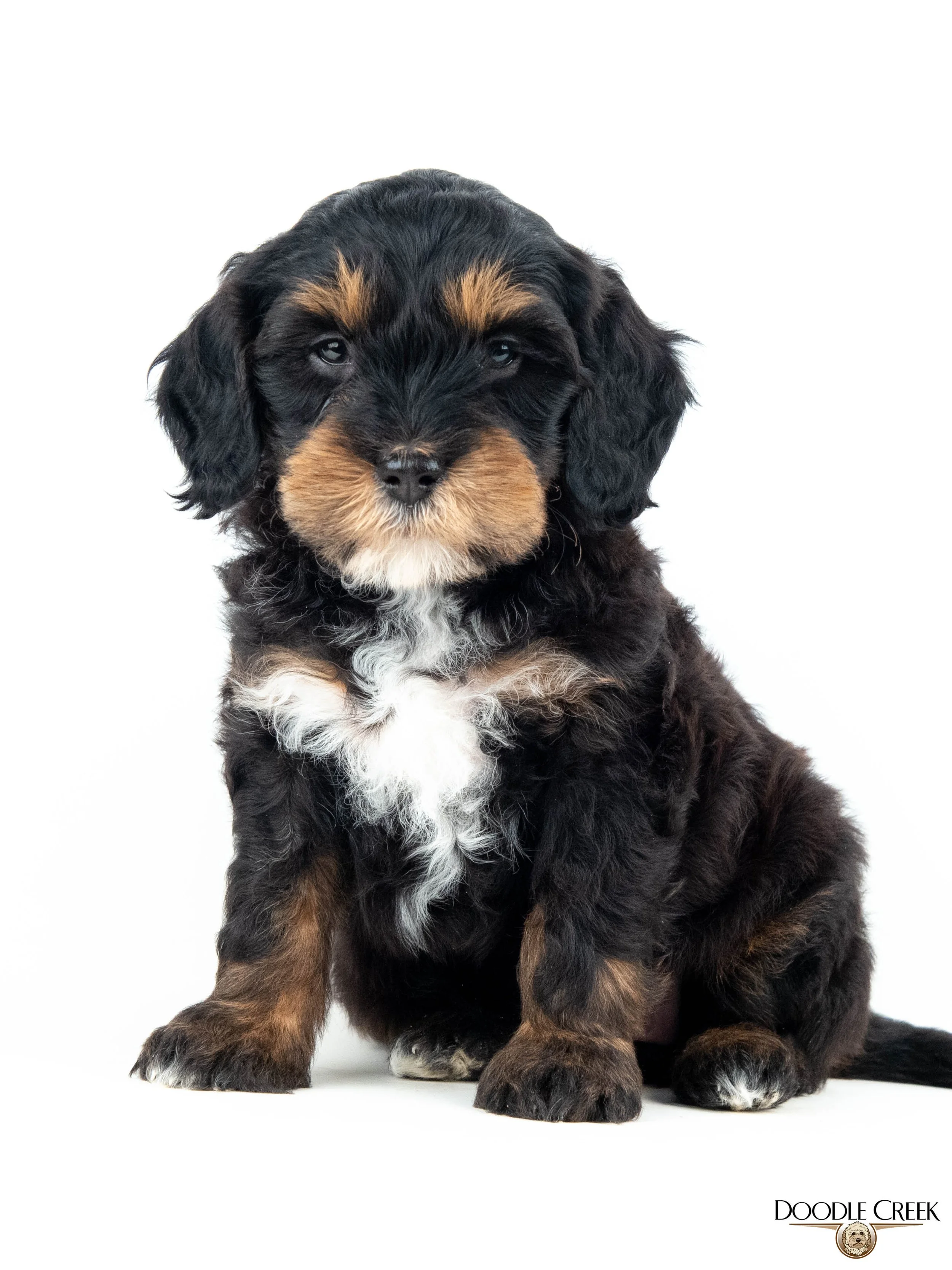 Arielle's Medium Olde English Goldendoodles — Doodle Creek