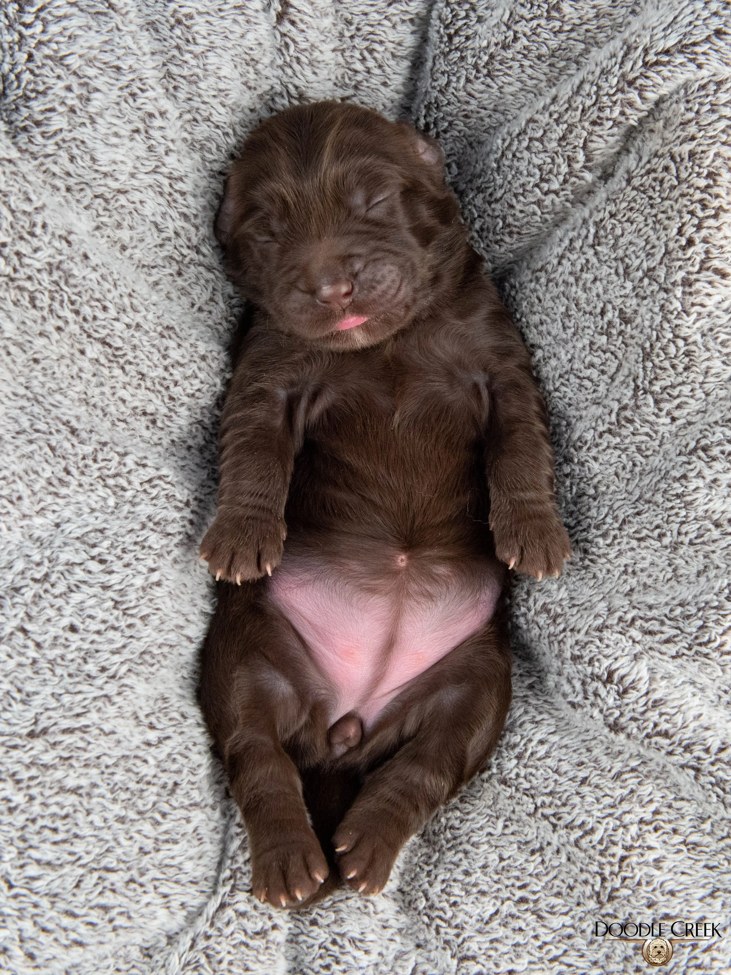 Katelyn's Olde English Goldendoodles — Doodle Creek