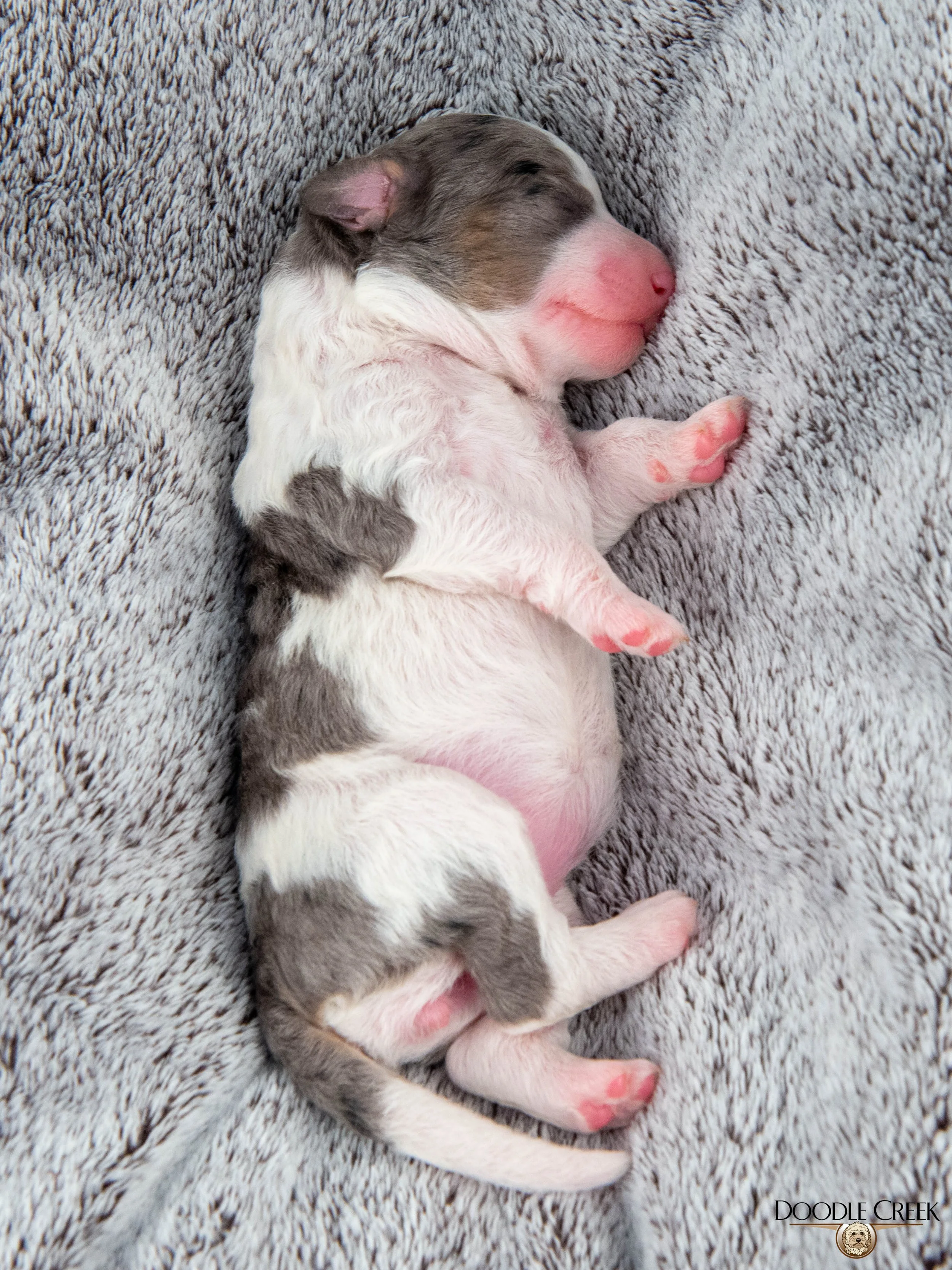 Dezzie's Multigen Mini English Goldendoodles — Doodle Creek