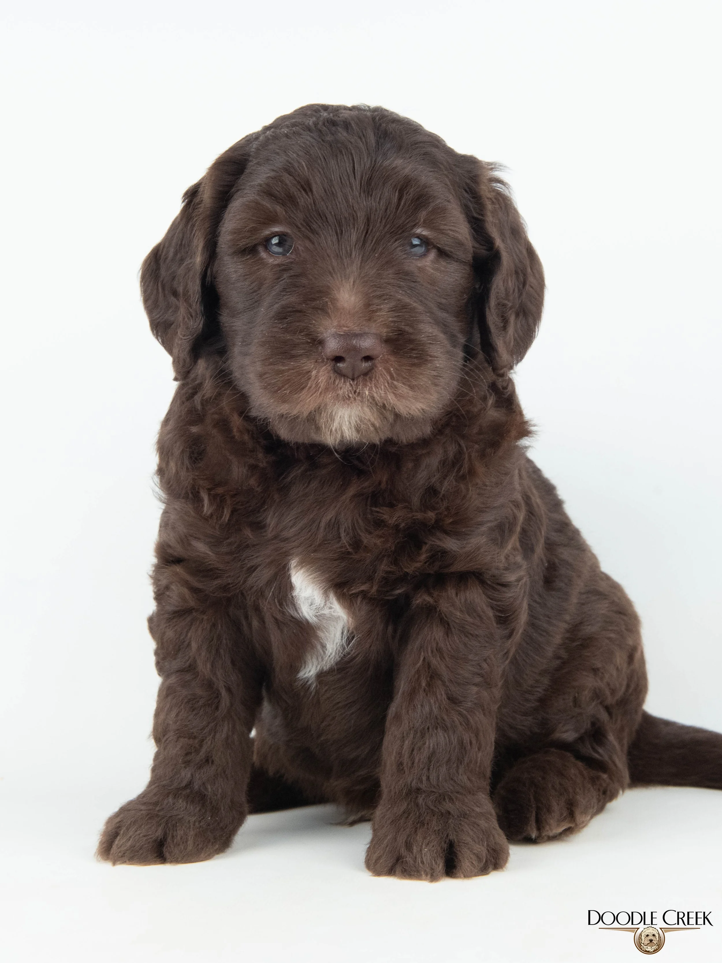 Katelyn's Olde English Goldendoodles — Doodle Creek