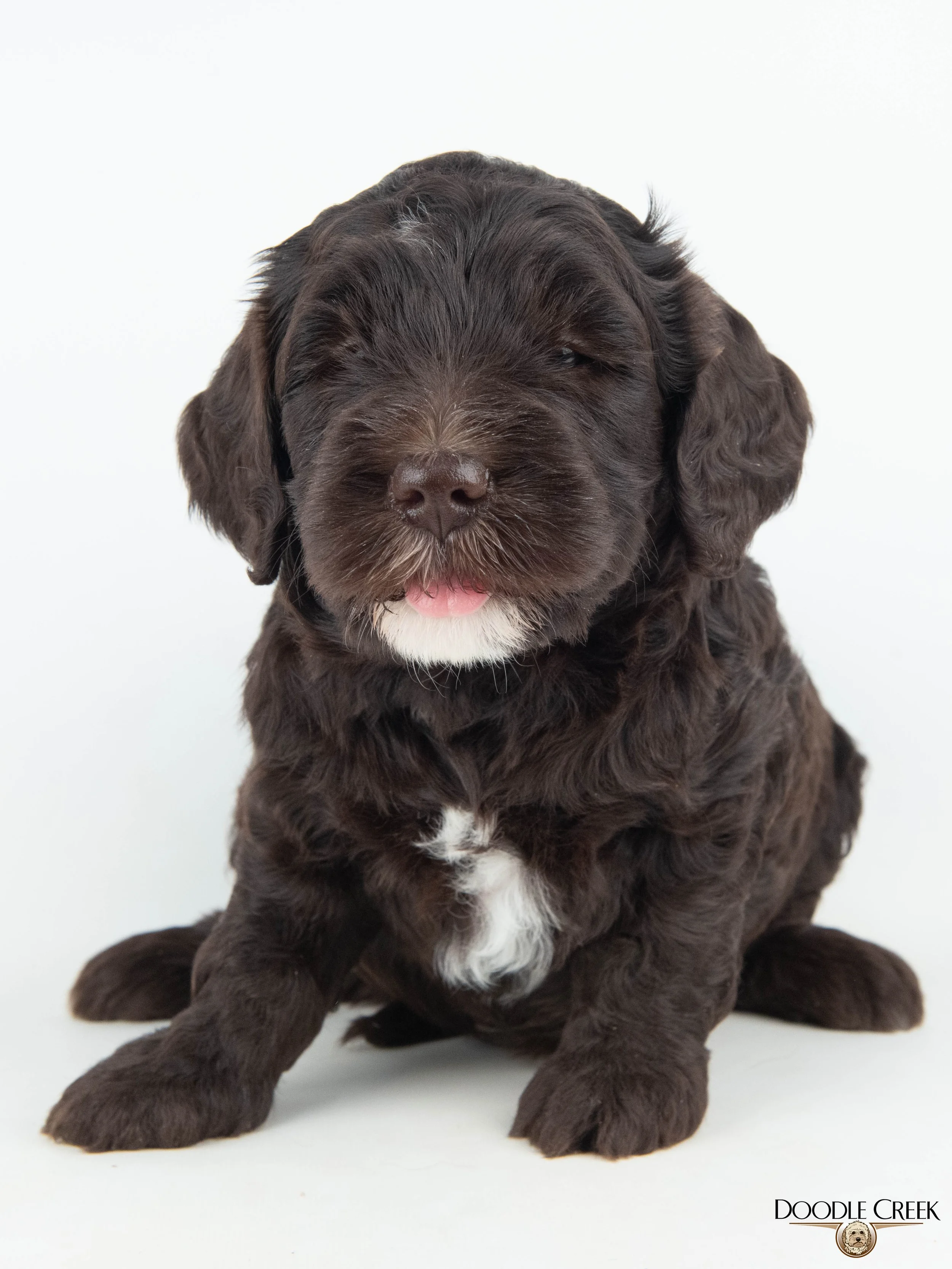 Katelyn's Olde English Goldendoodles — Doodle Creek