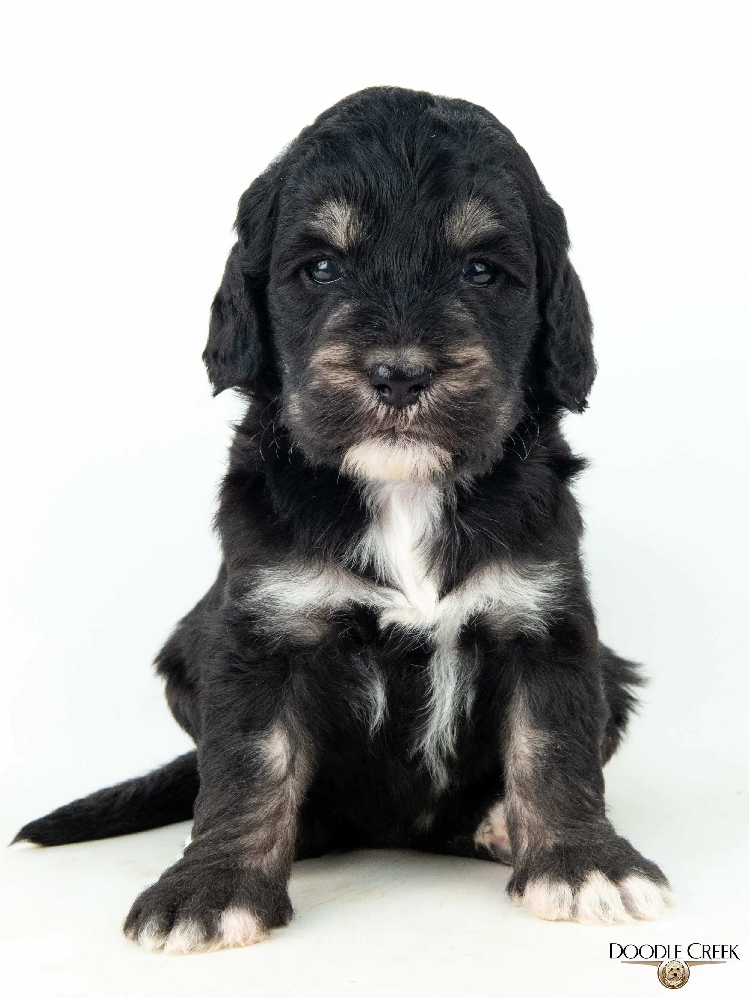 Kira's Medium Olde English Goldendoodles — Doodle Creek