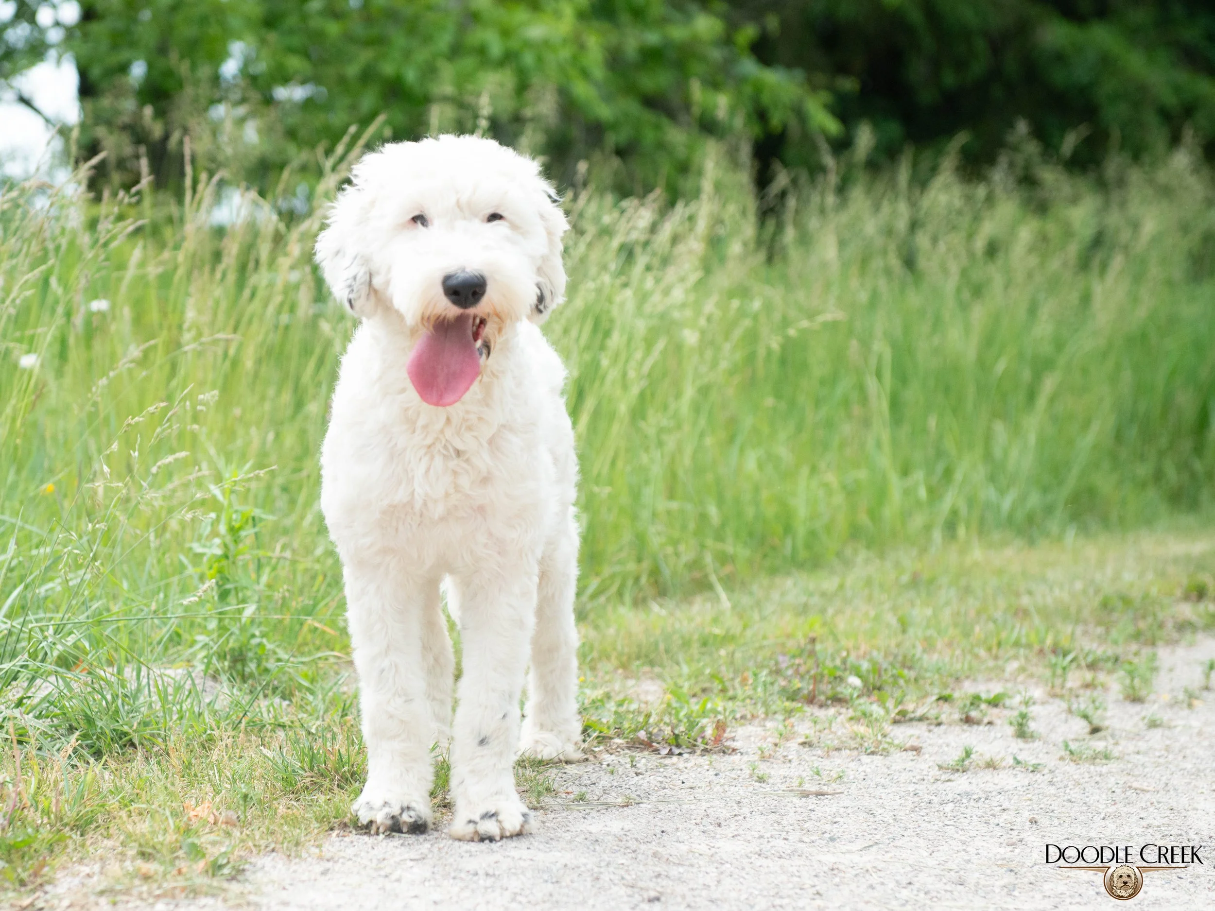 Older English Goldendoodle Puppies Available — Doodle Creek