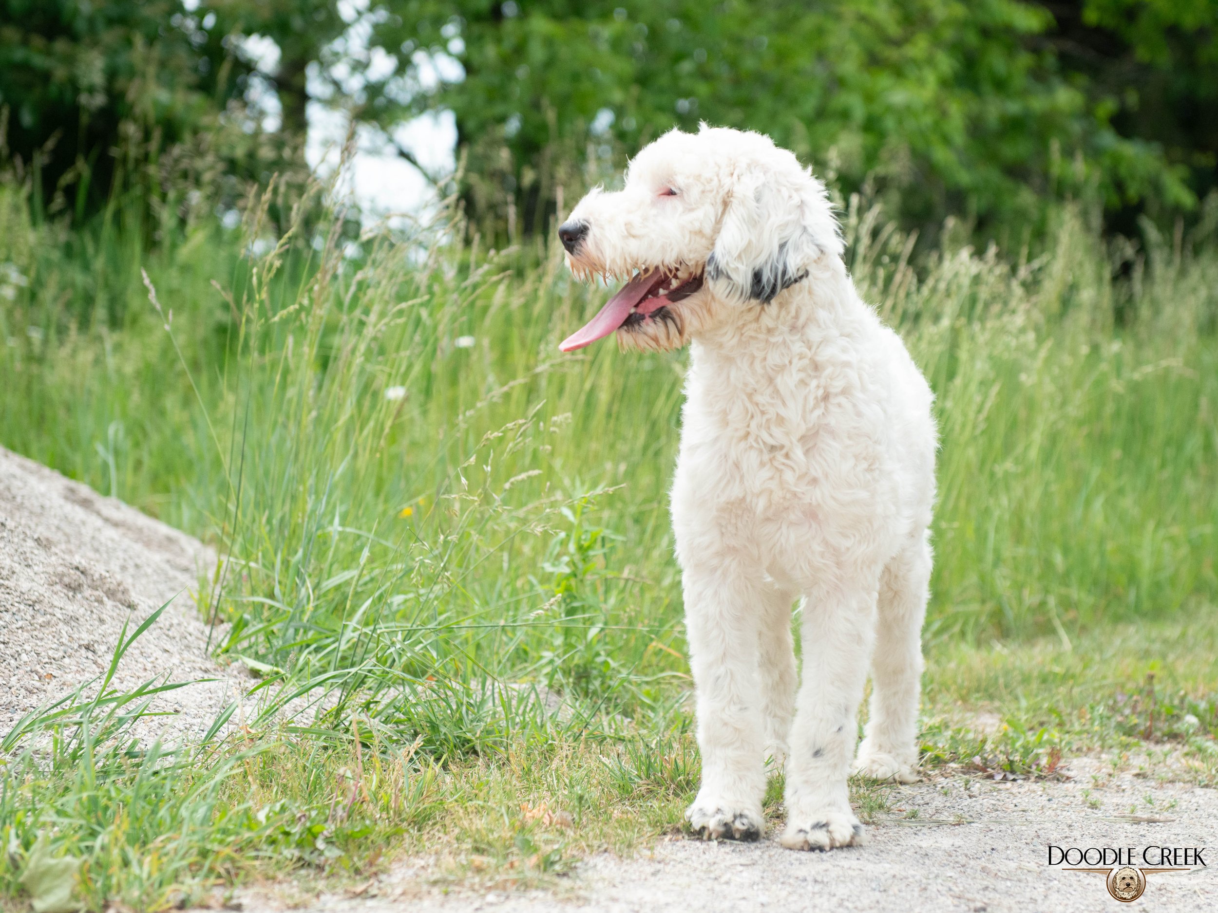 Older English Goldendoodle Puppies Available — Doodle Creek