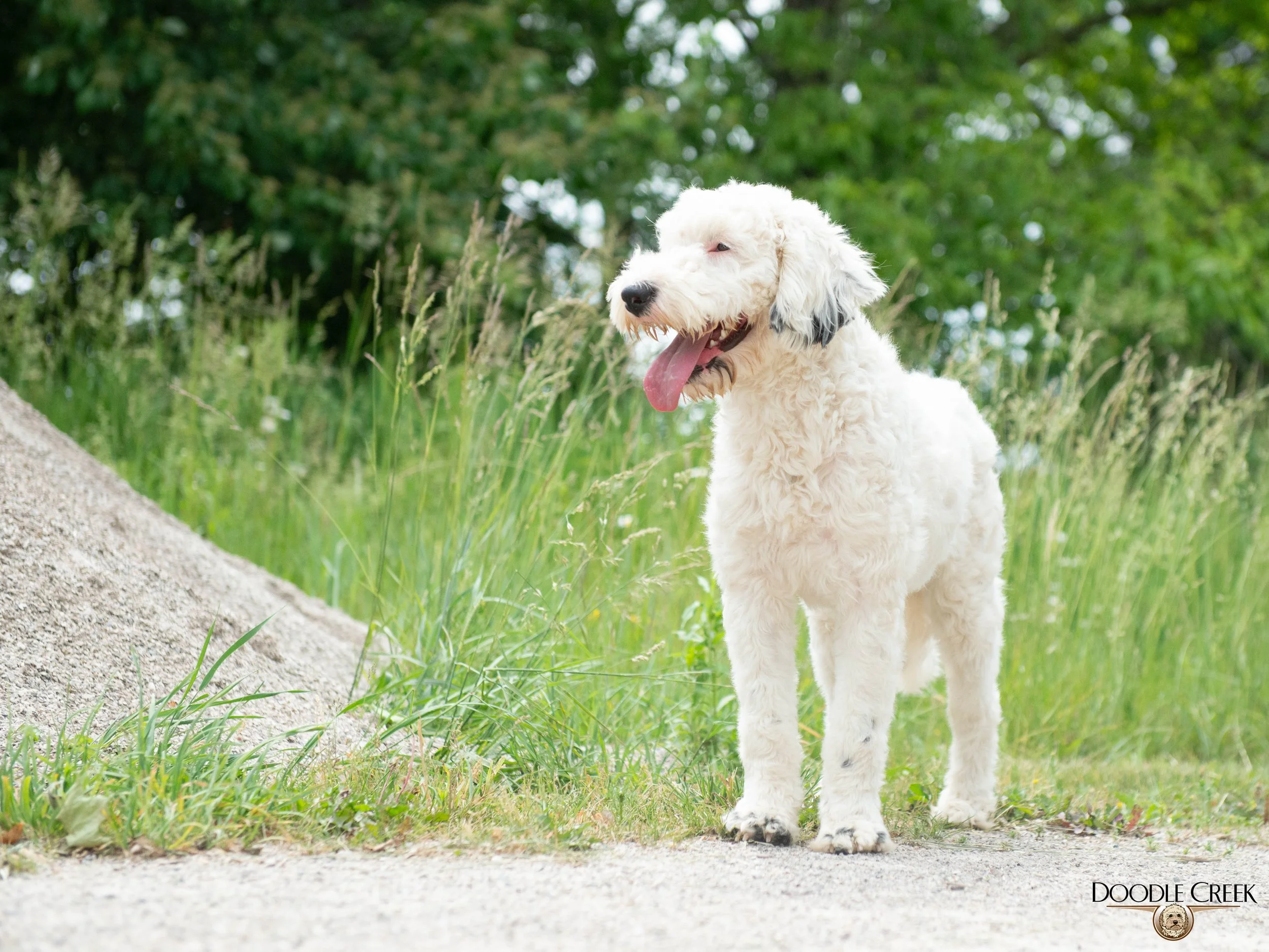 Older English Goldendoodle Puppies Available — Doodle Creek