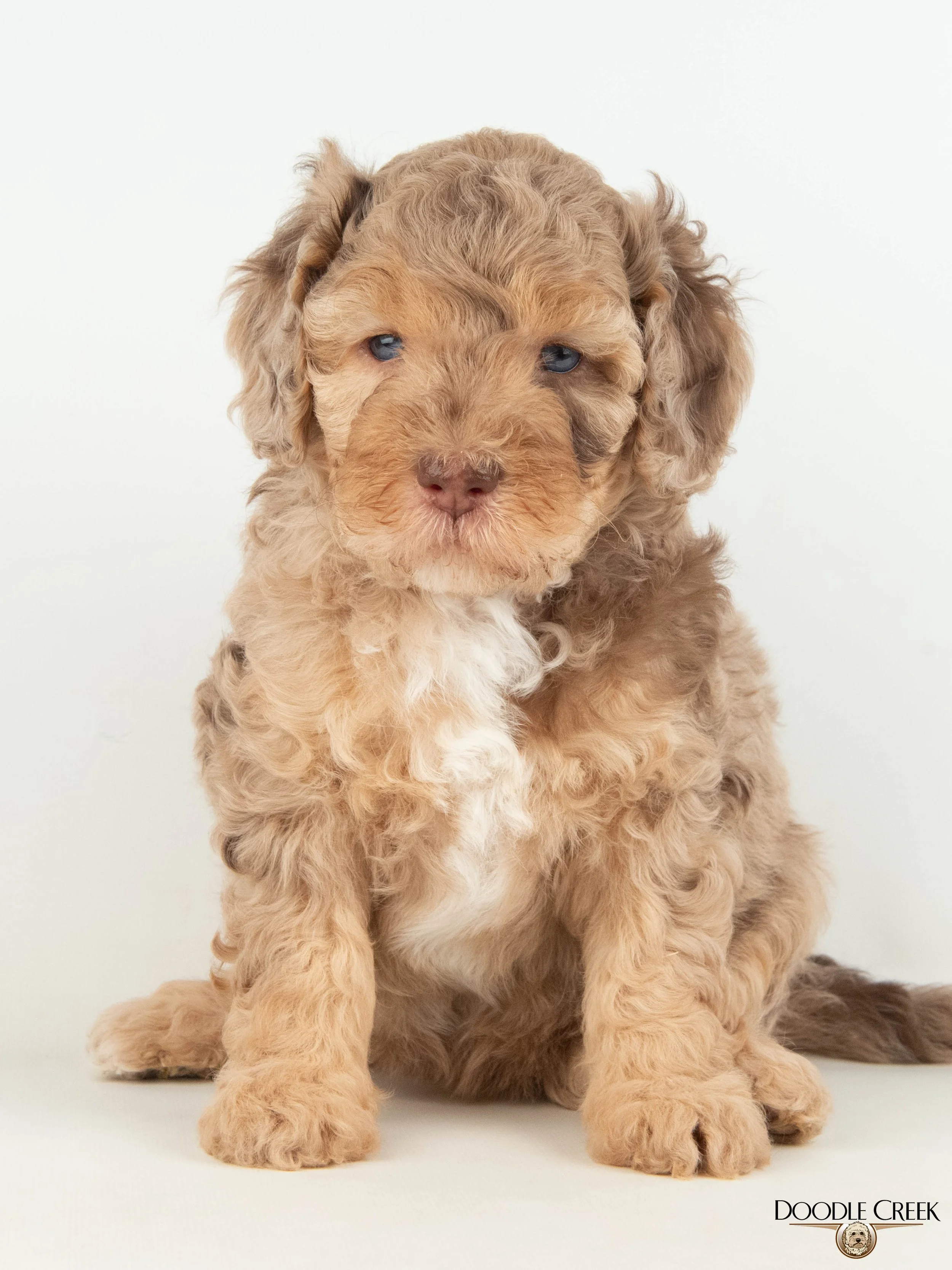 Dezzie's Multigen Mini English Goldendoodles — Doodle Creek