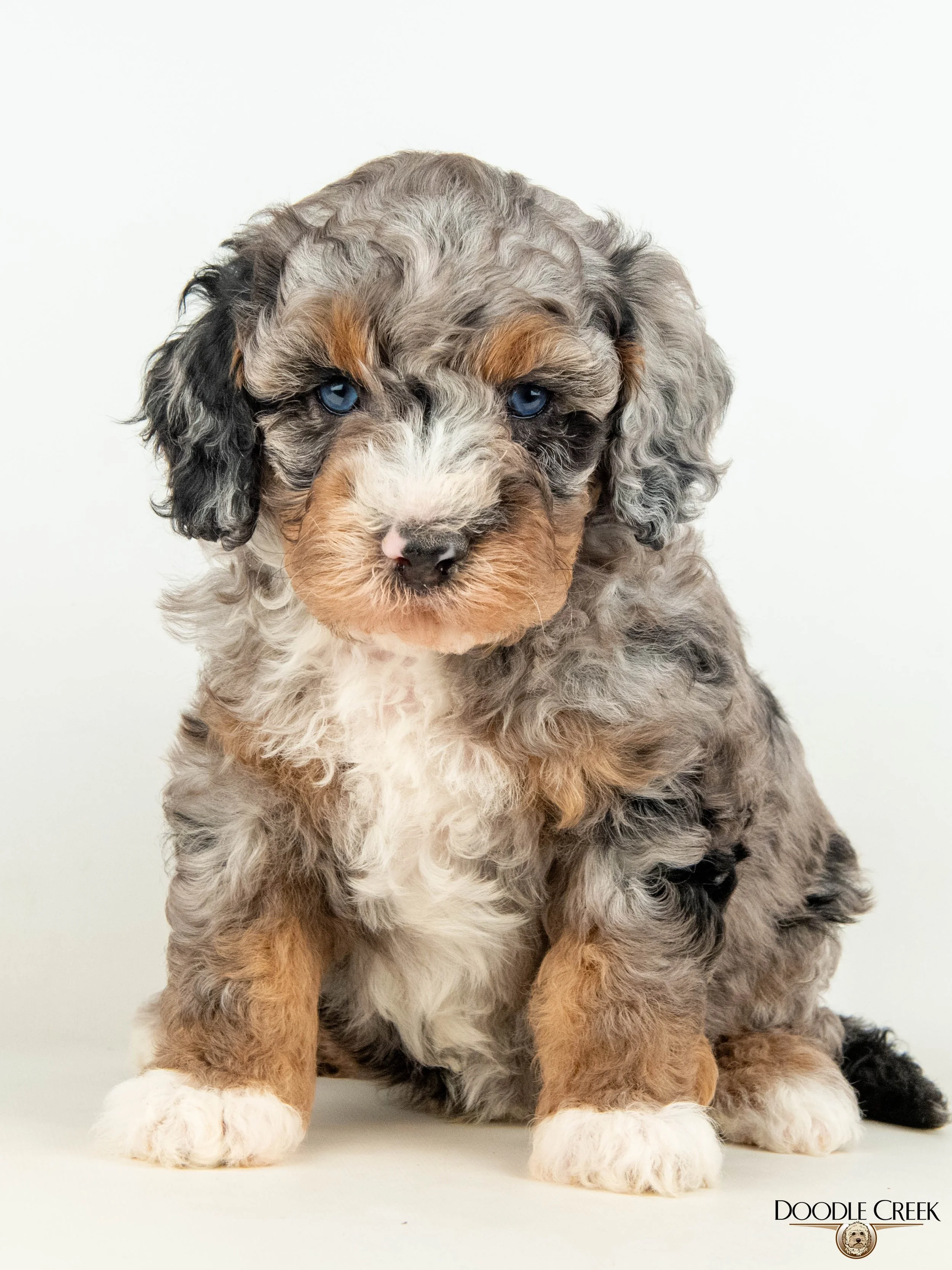Dezzie's Multigen Mini English Goldendoodles — Doodle Creek