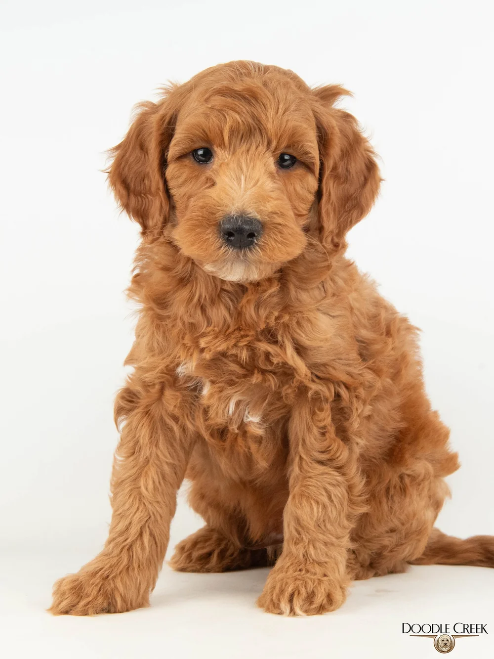 Hailey's F1bb Tiny English Goldendoodles — Doodle Creek