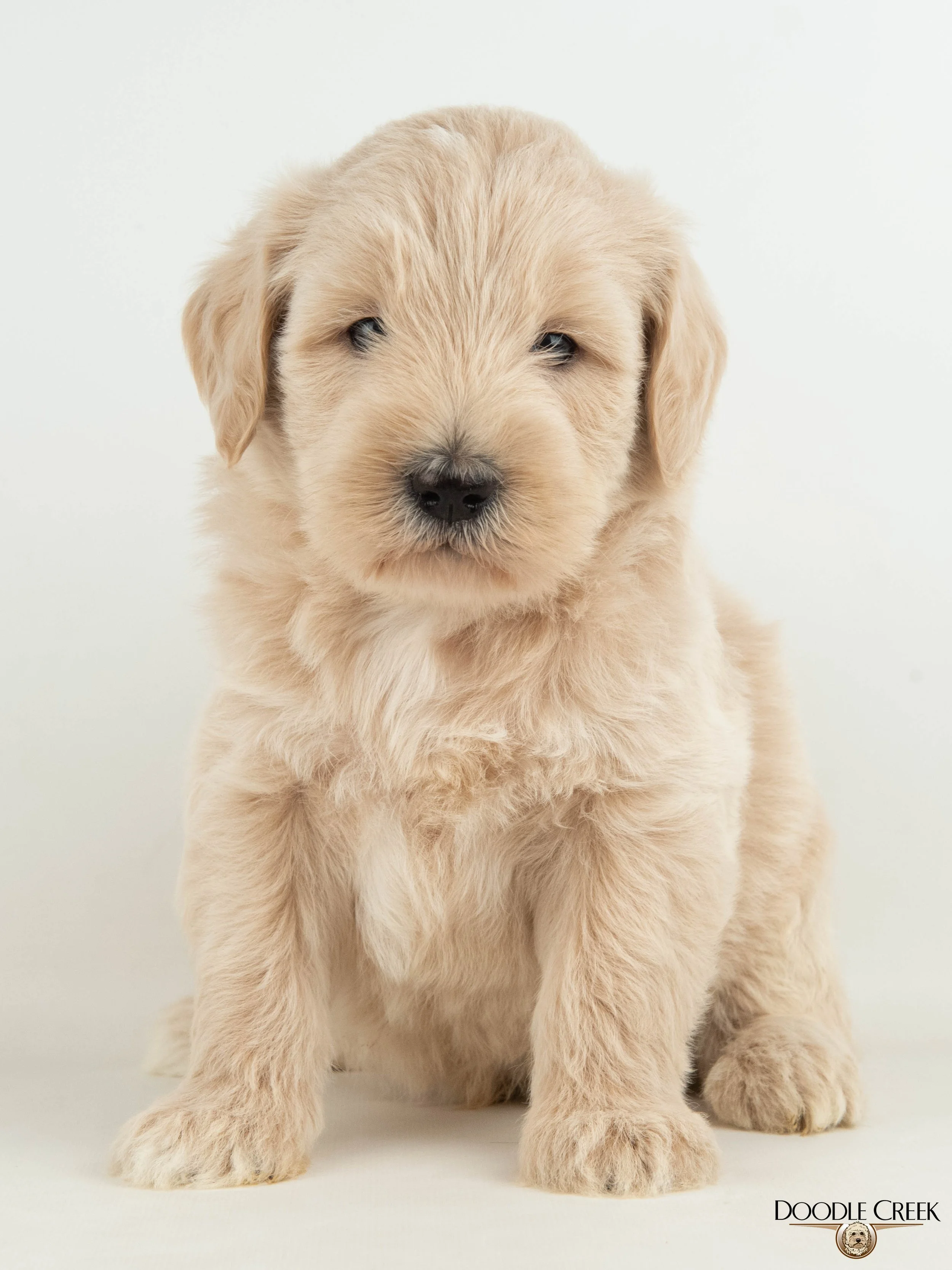 Amelia's Multigen Mini English Goldendoodles — Doodle Creek
