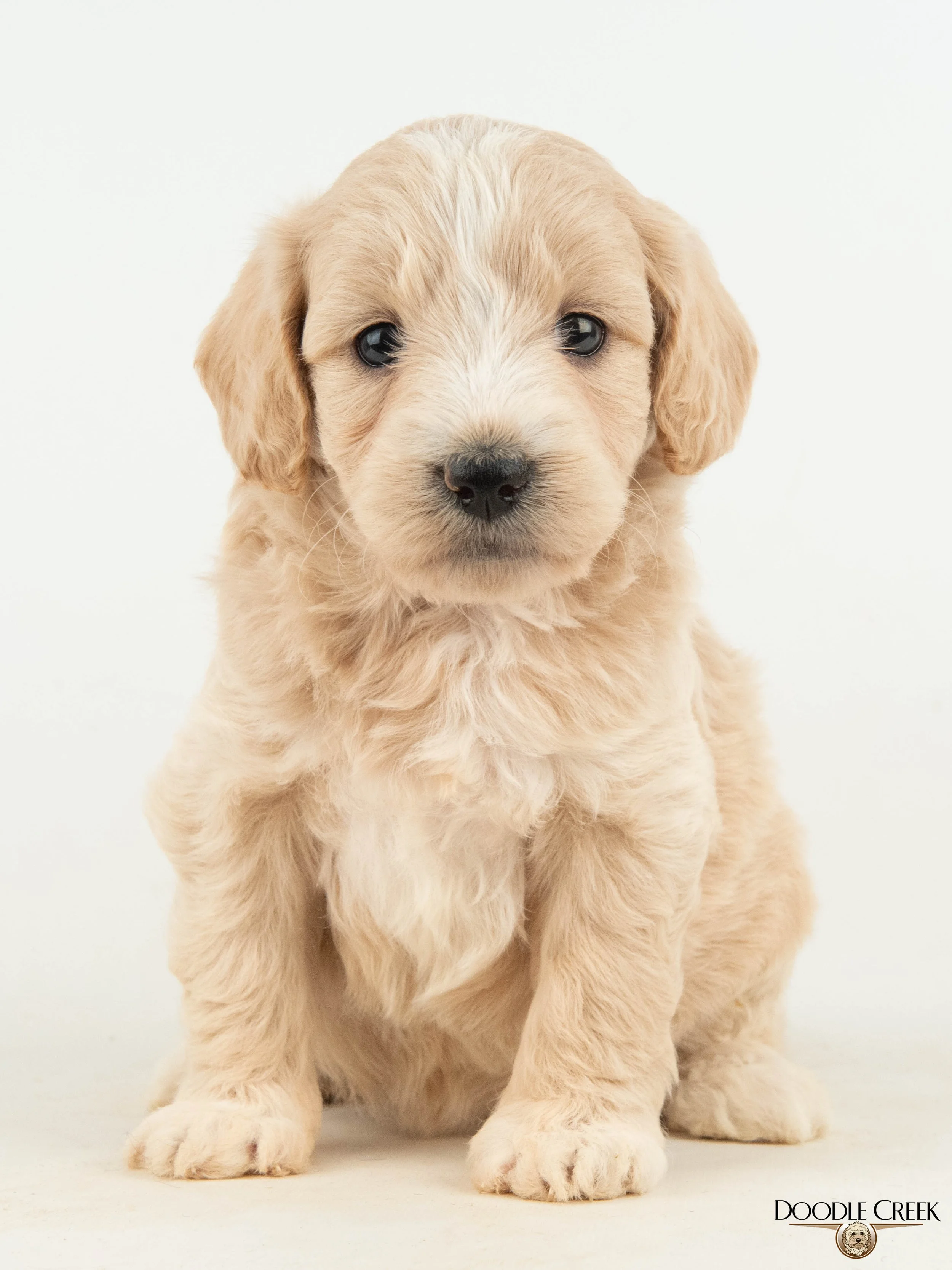 Amelia's Multigen Mini English Goldendoodles — Doodle Creek