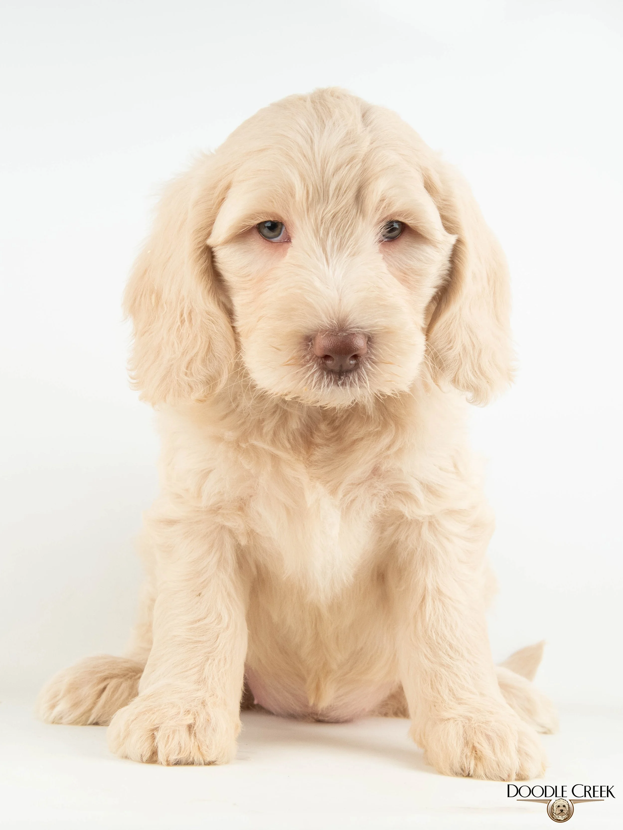 Keisha's Medium Olde English Goldendoodles — Doodle Creek