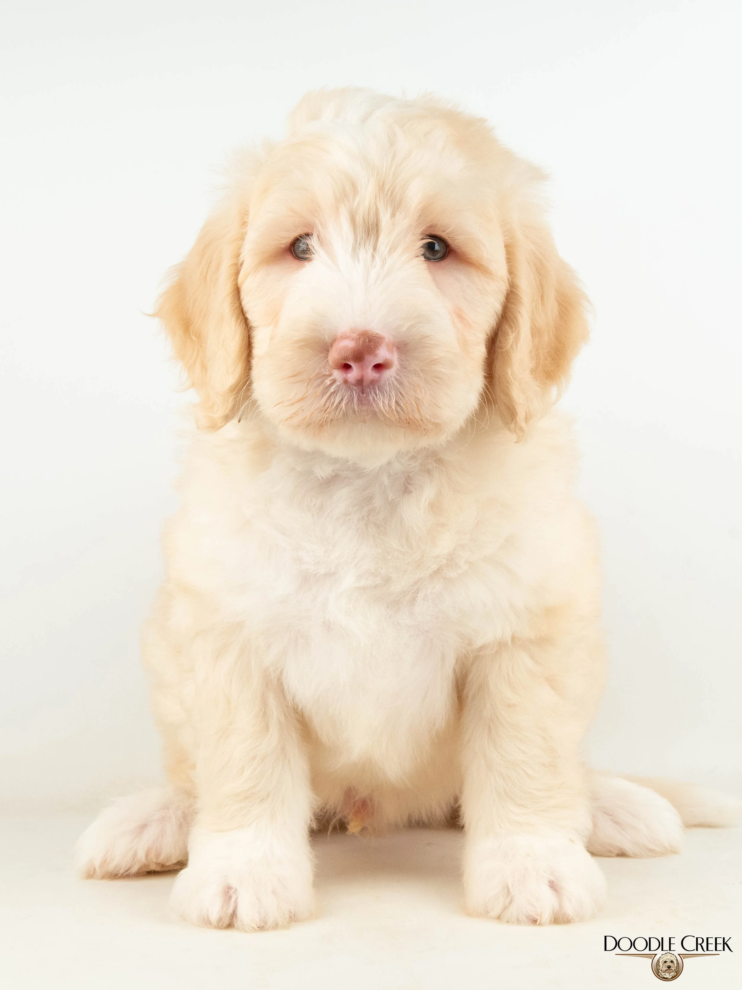 Kira's Medium Olde English Goldendoodles — Doodle Creek