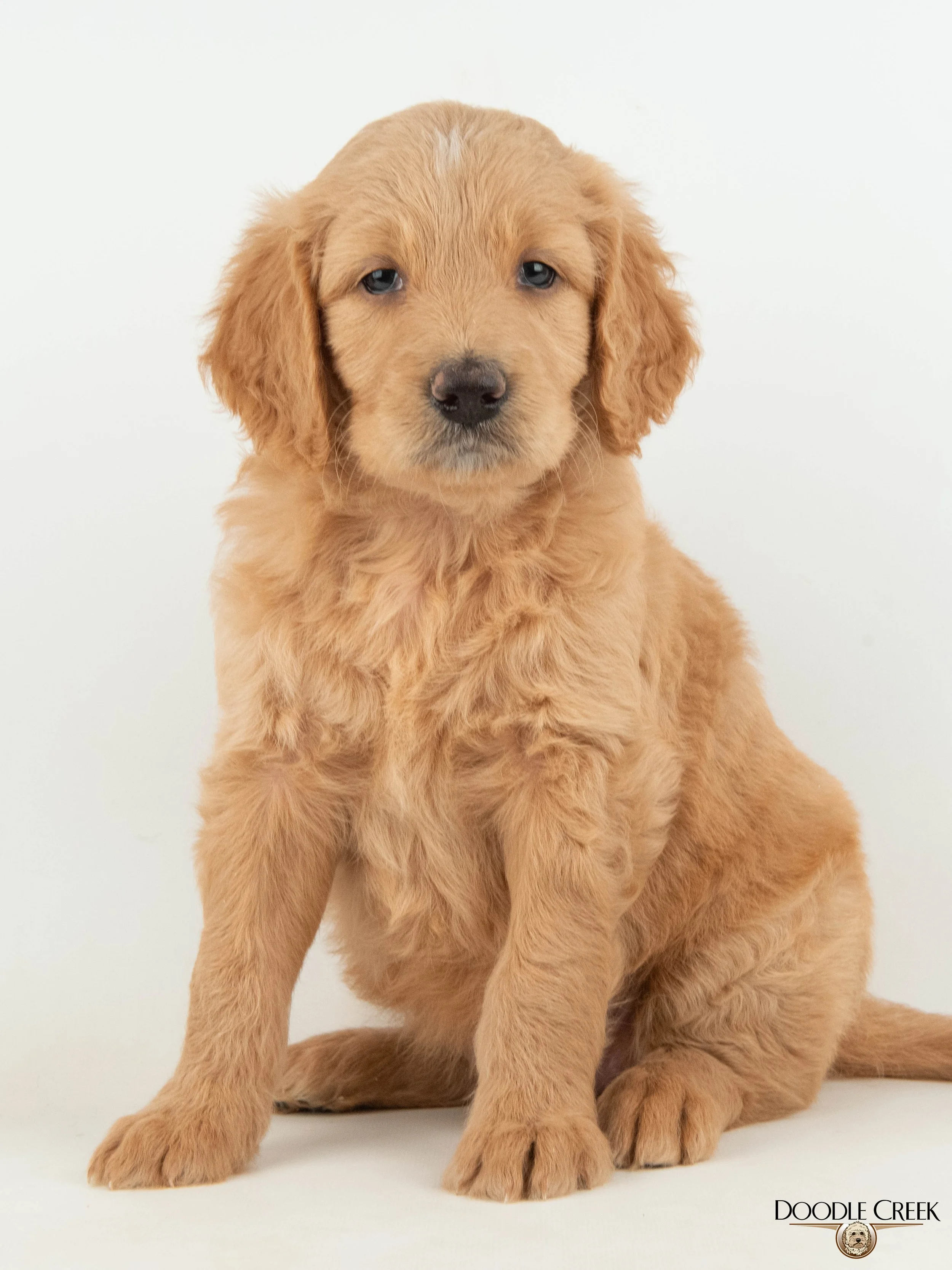 Autumn's F1b Mini English Goldendoodles — Doodle Creek