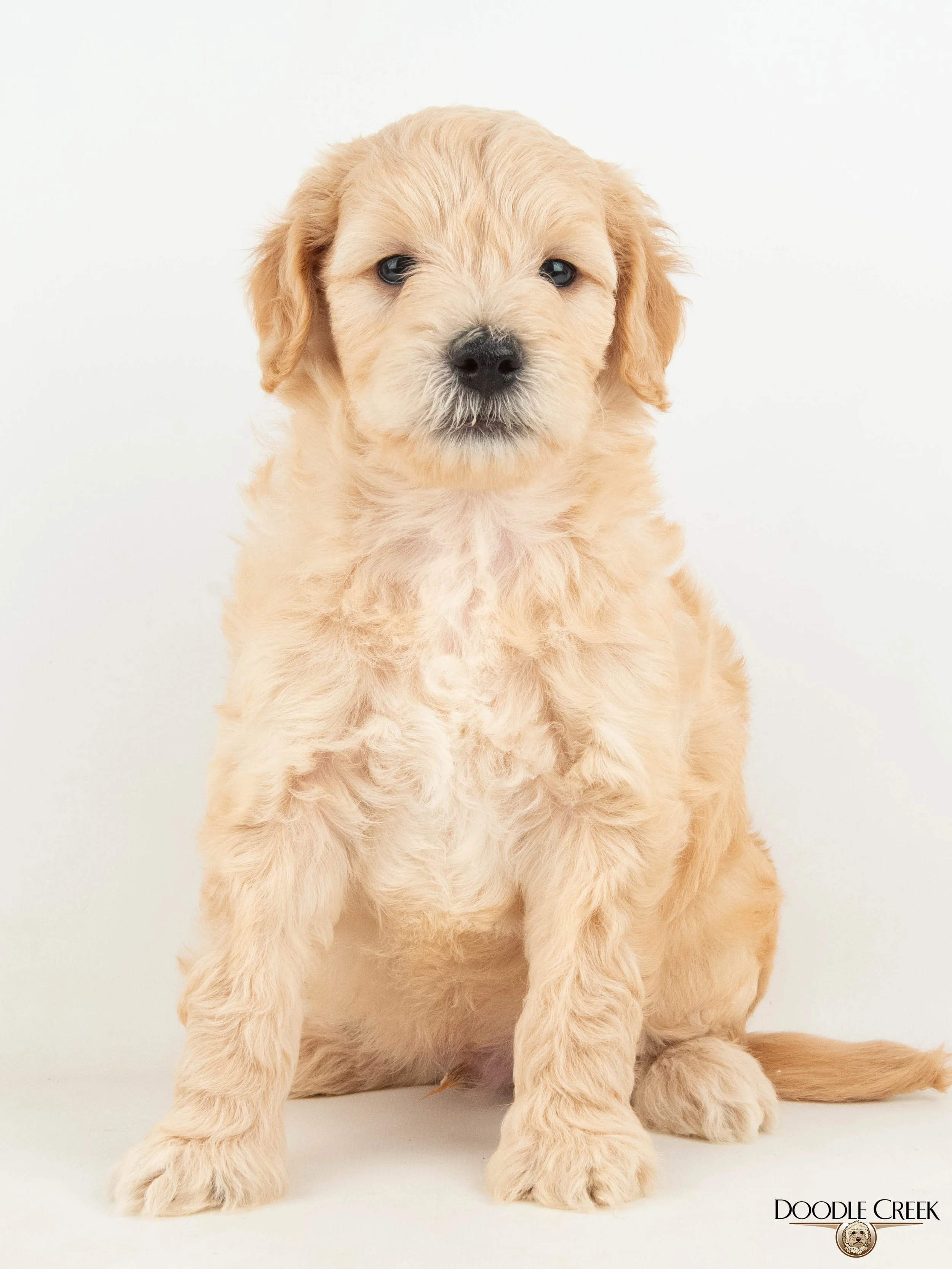 Autumn's F1b Mini English Goldendoodles — Doodle Creek