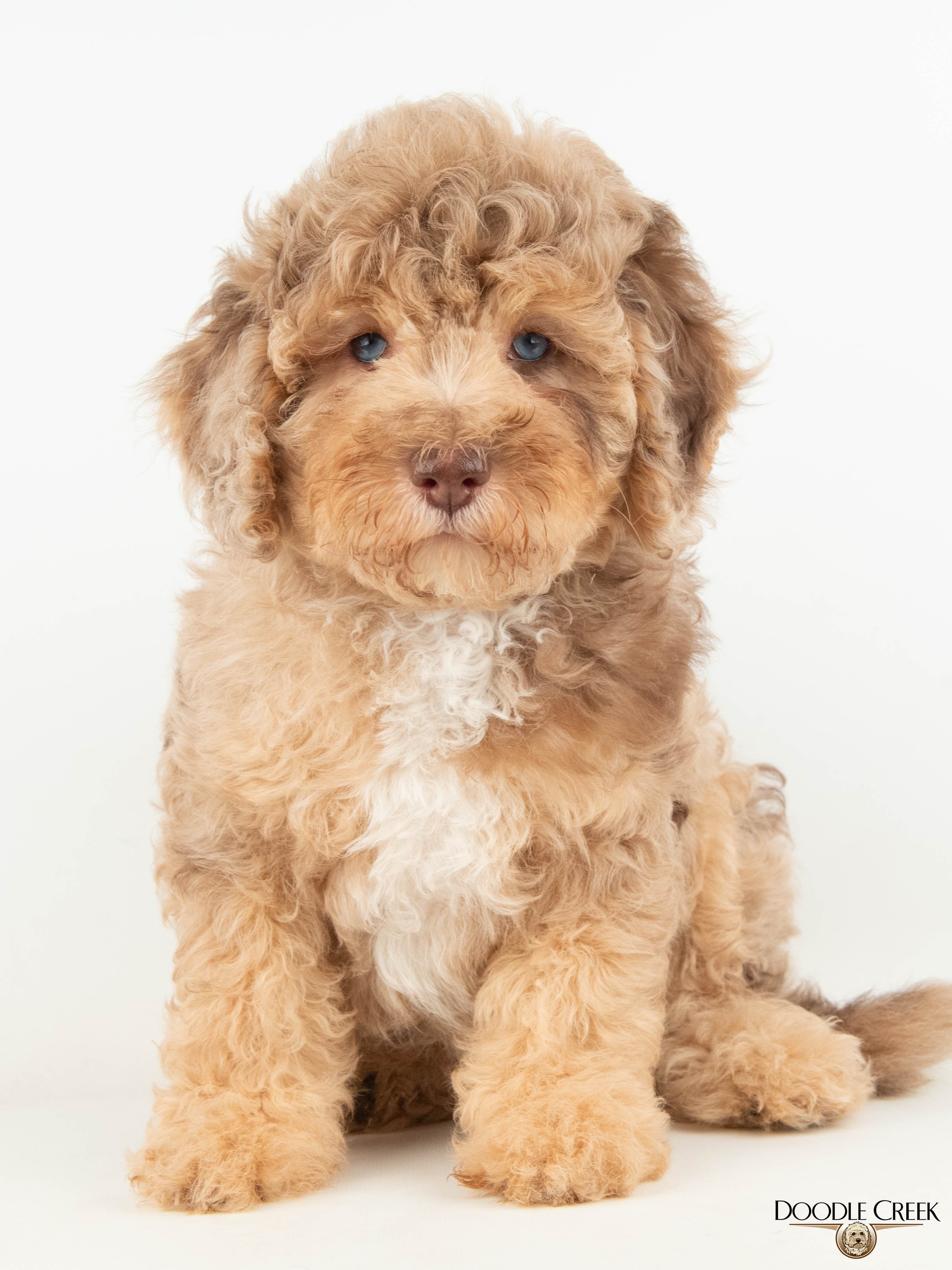 Dezzie's Multigen Mini English Goldendoodles — Doodle Creek
