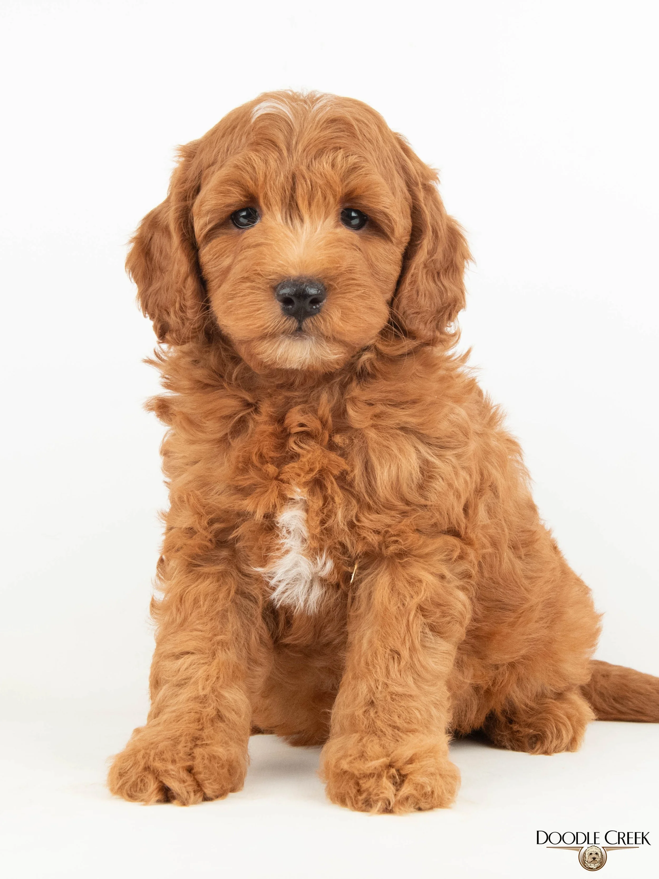 Lillabet's F1bb Tiny English Goldendoodles — Doodle Creek