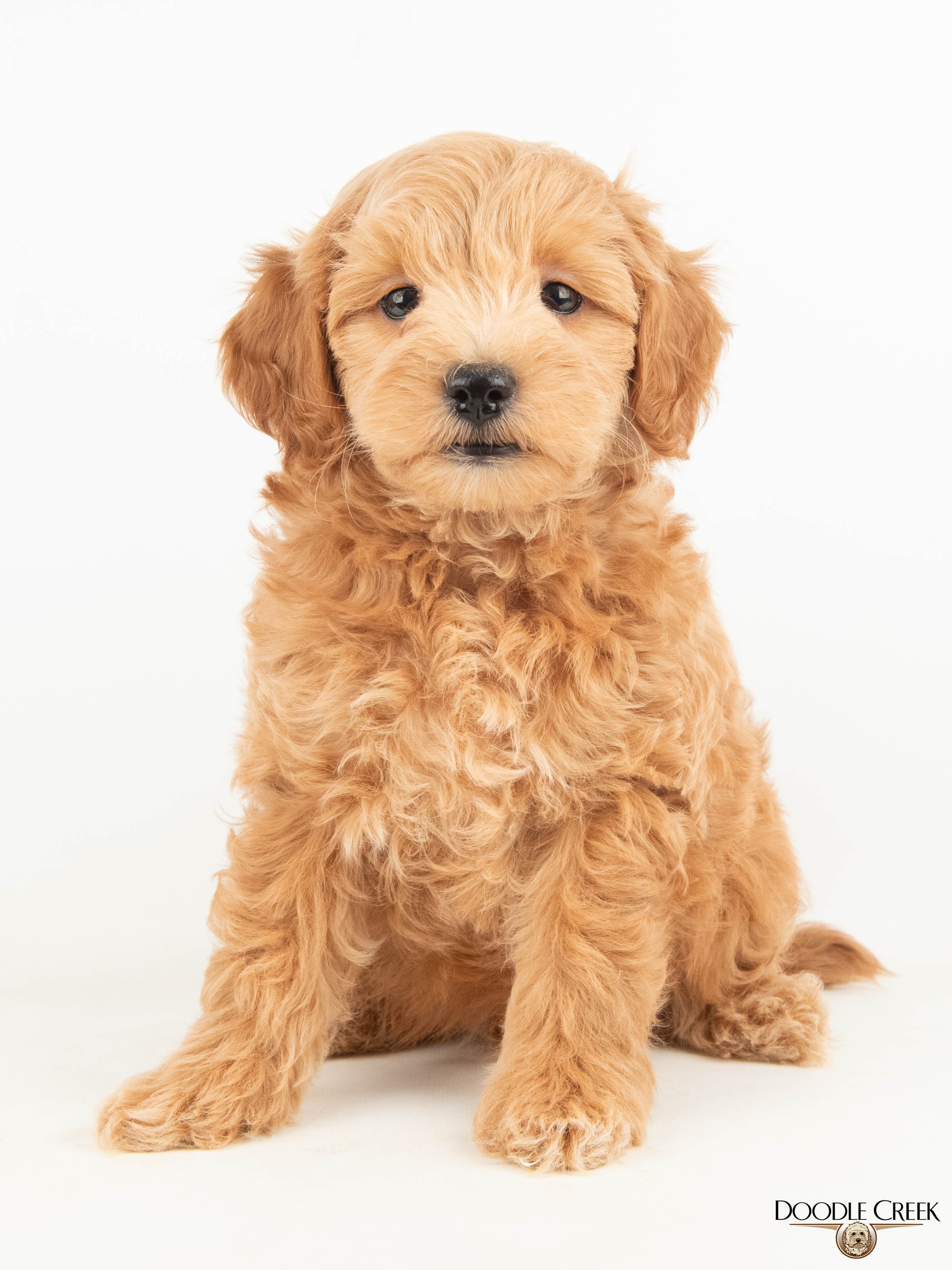 Lillabet's F1bb Tiny English Goldendoodles — Doodle Creek