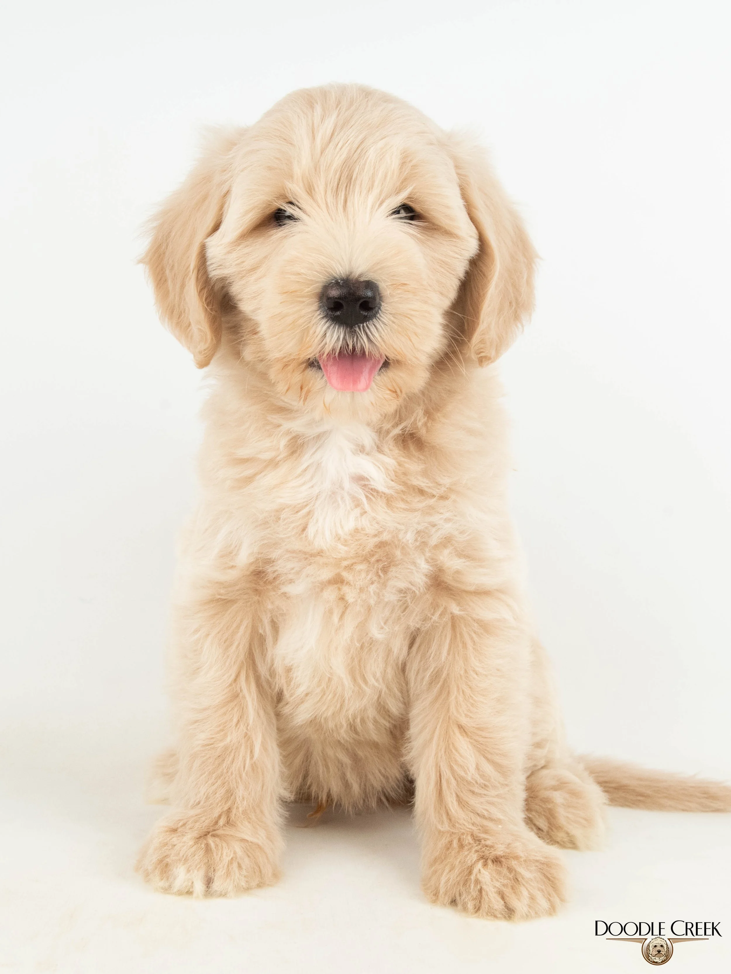 Amelia's Multigen Mini English Goldendoodles — Doodle Creek