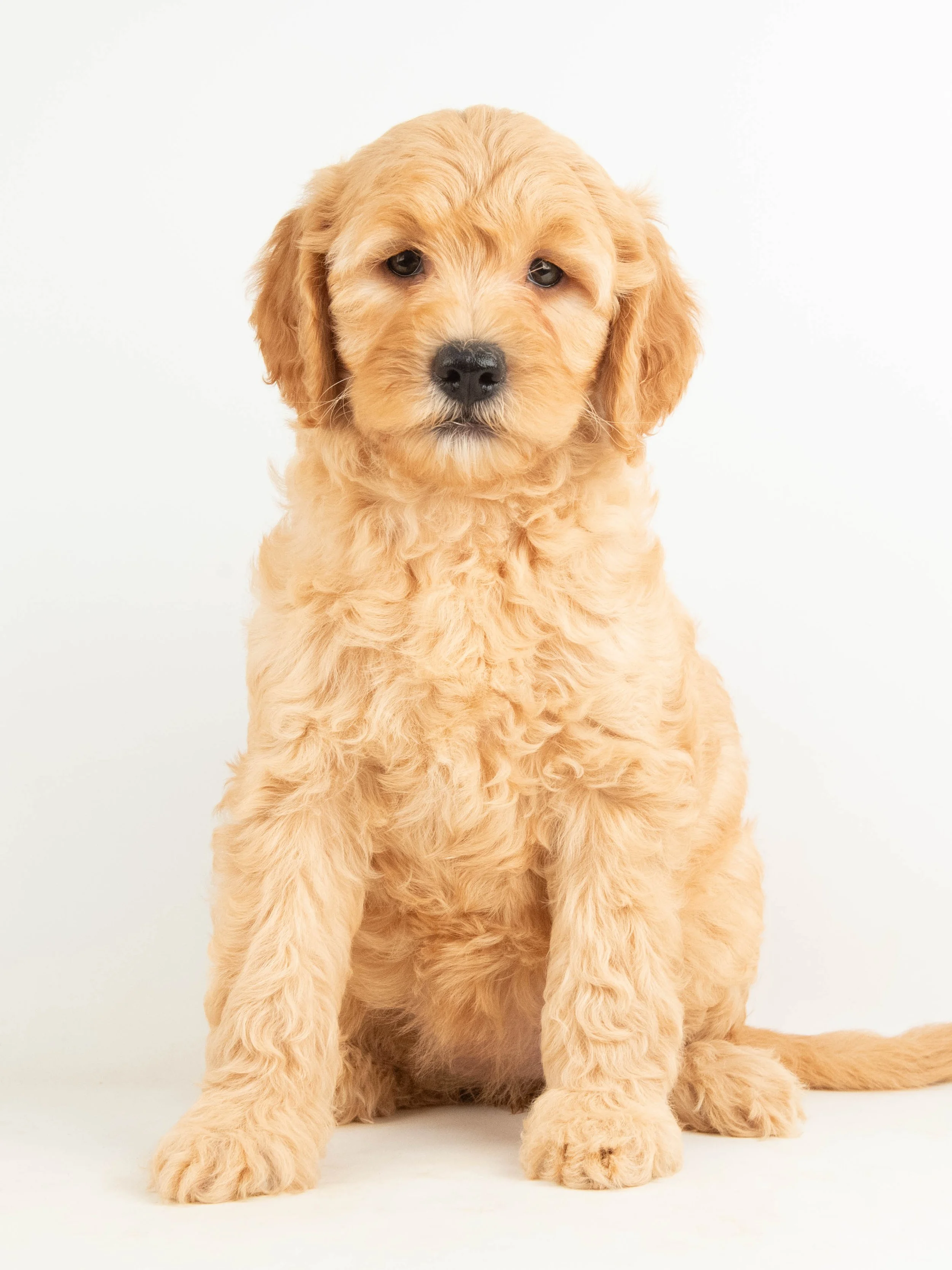 Autumn's F1b Mini English Goldendoodles — Doodle Creek