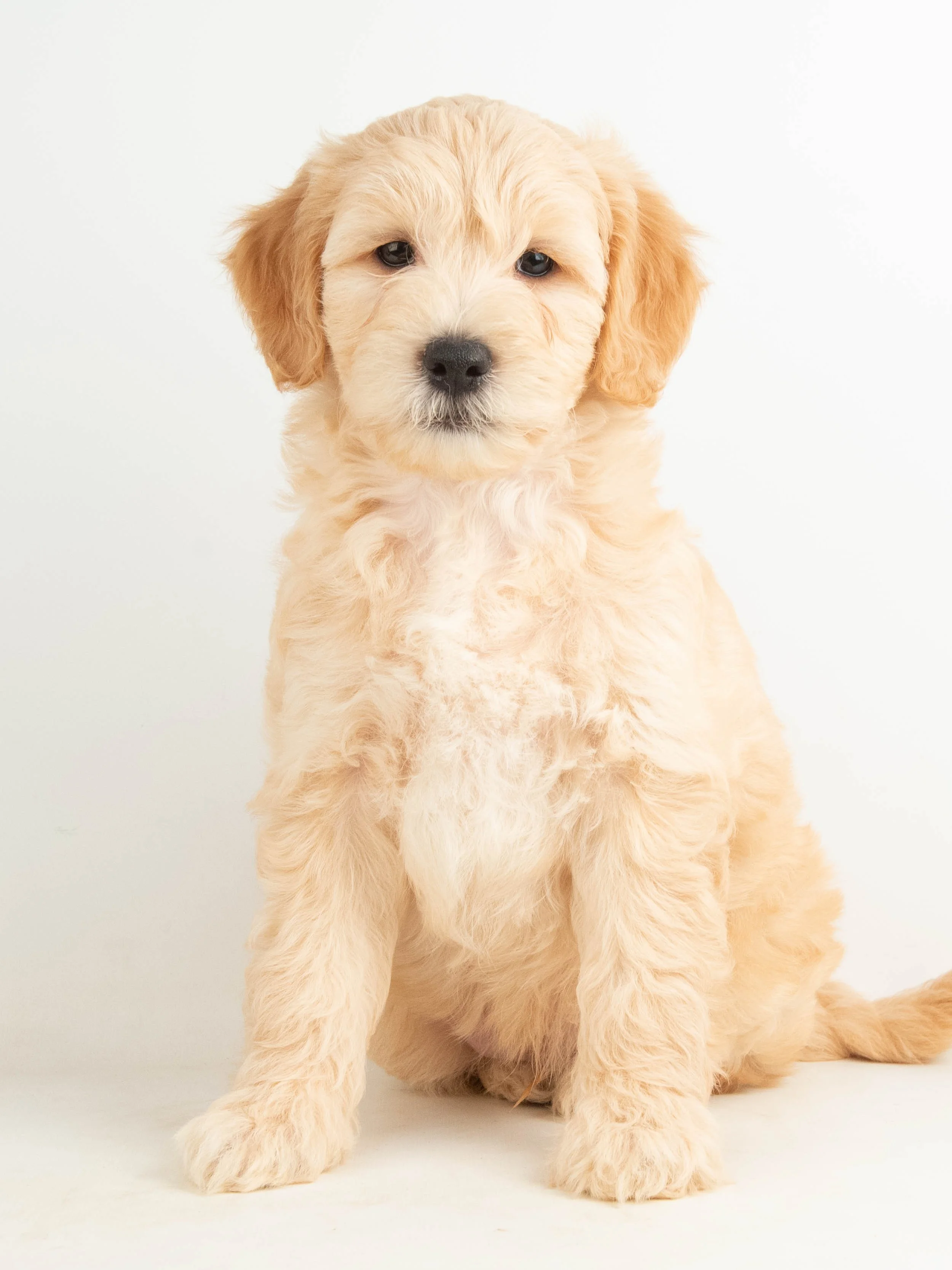Autumn's F1b Mini English Goldendoodles — Doodle Creek