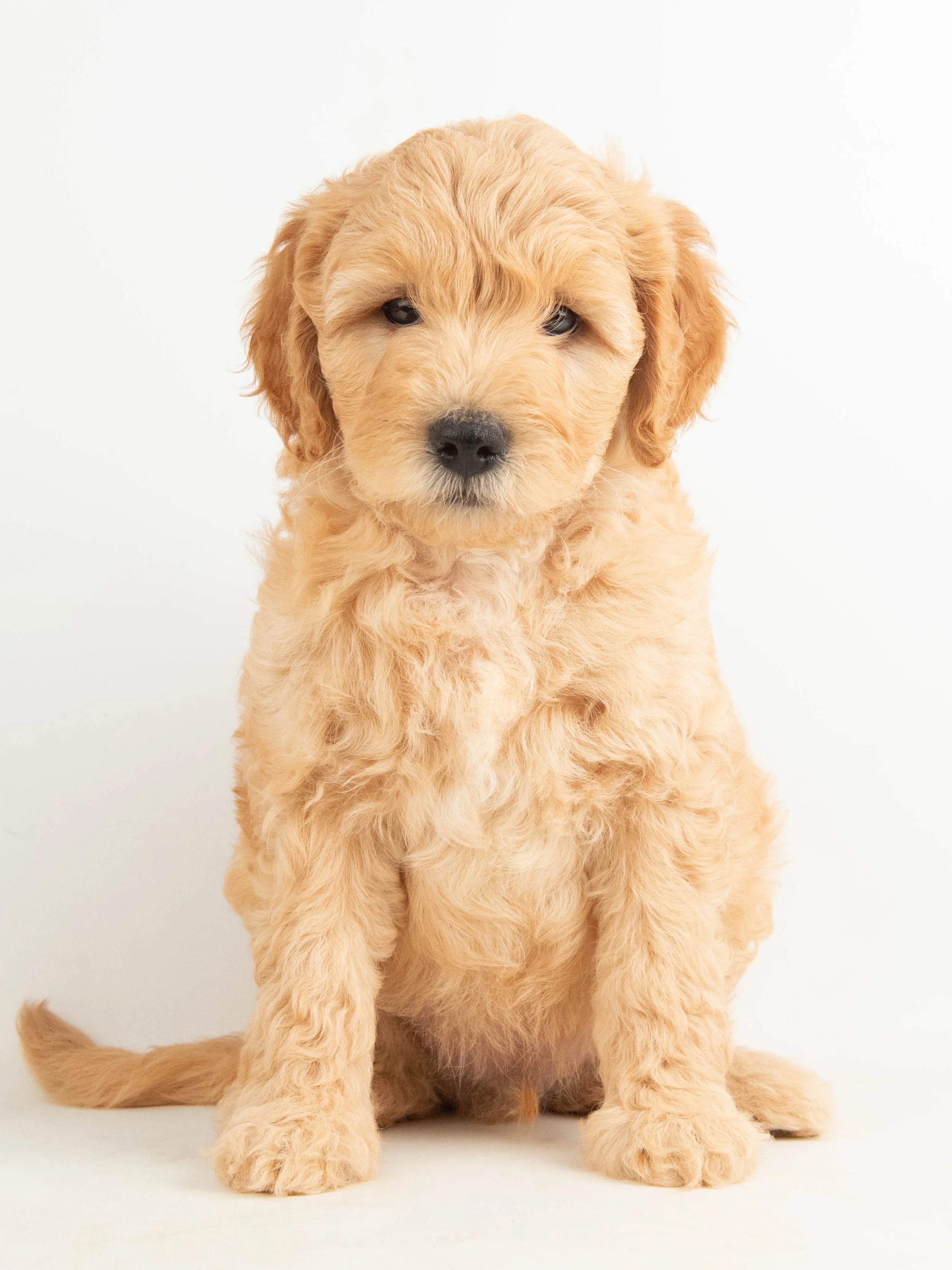 Autumn's F1b Mini English Goldendoodles — Doodle Creek