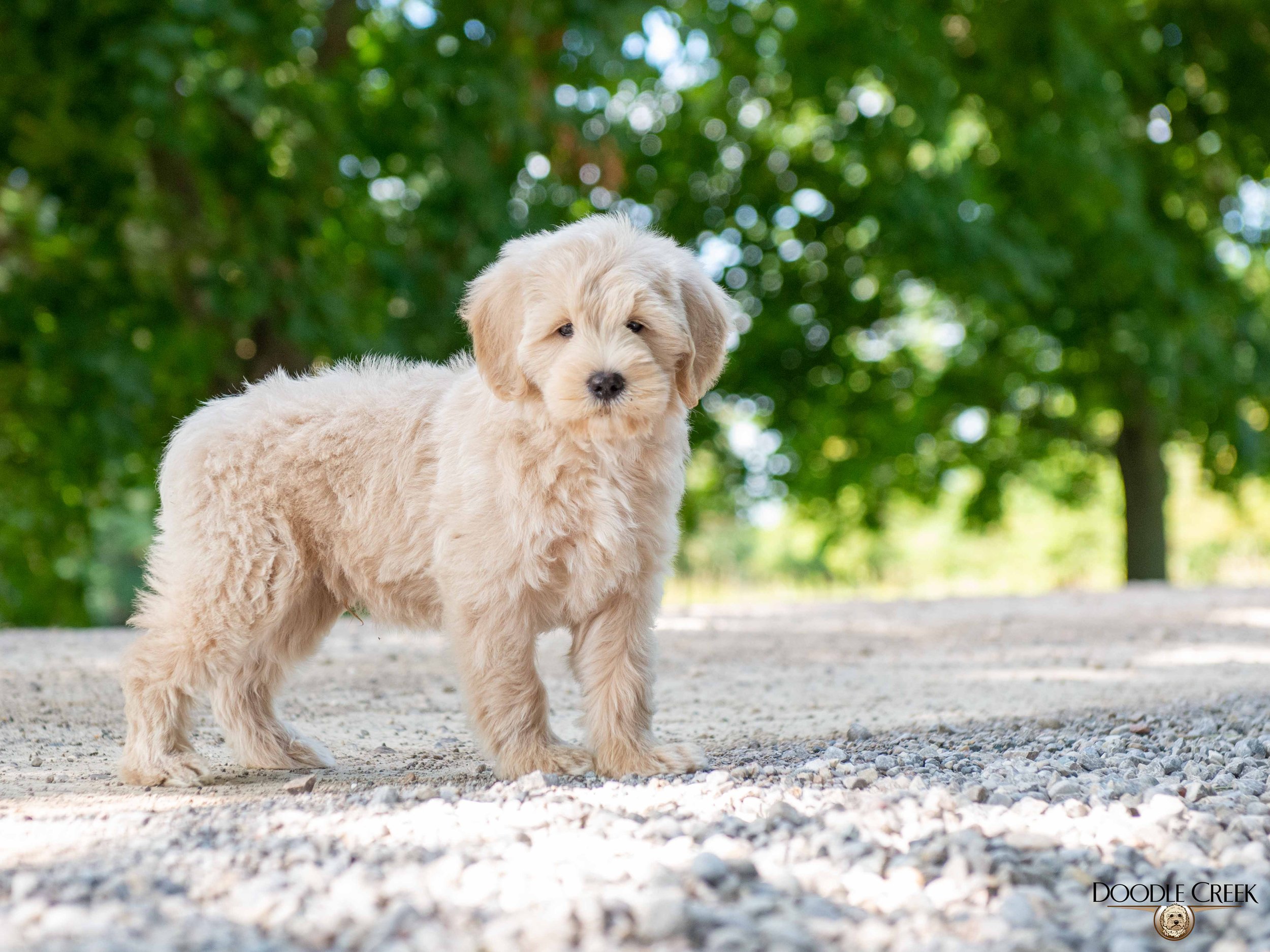 Amelia's Multigen Mini English Goldendoodles — Doodle Creek