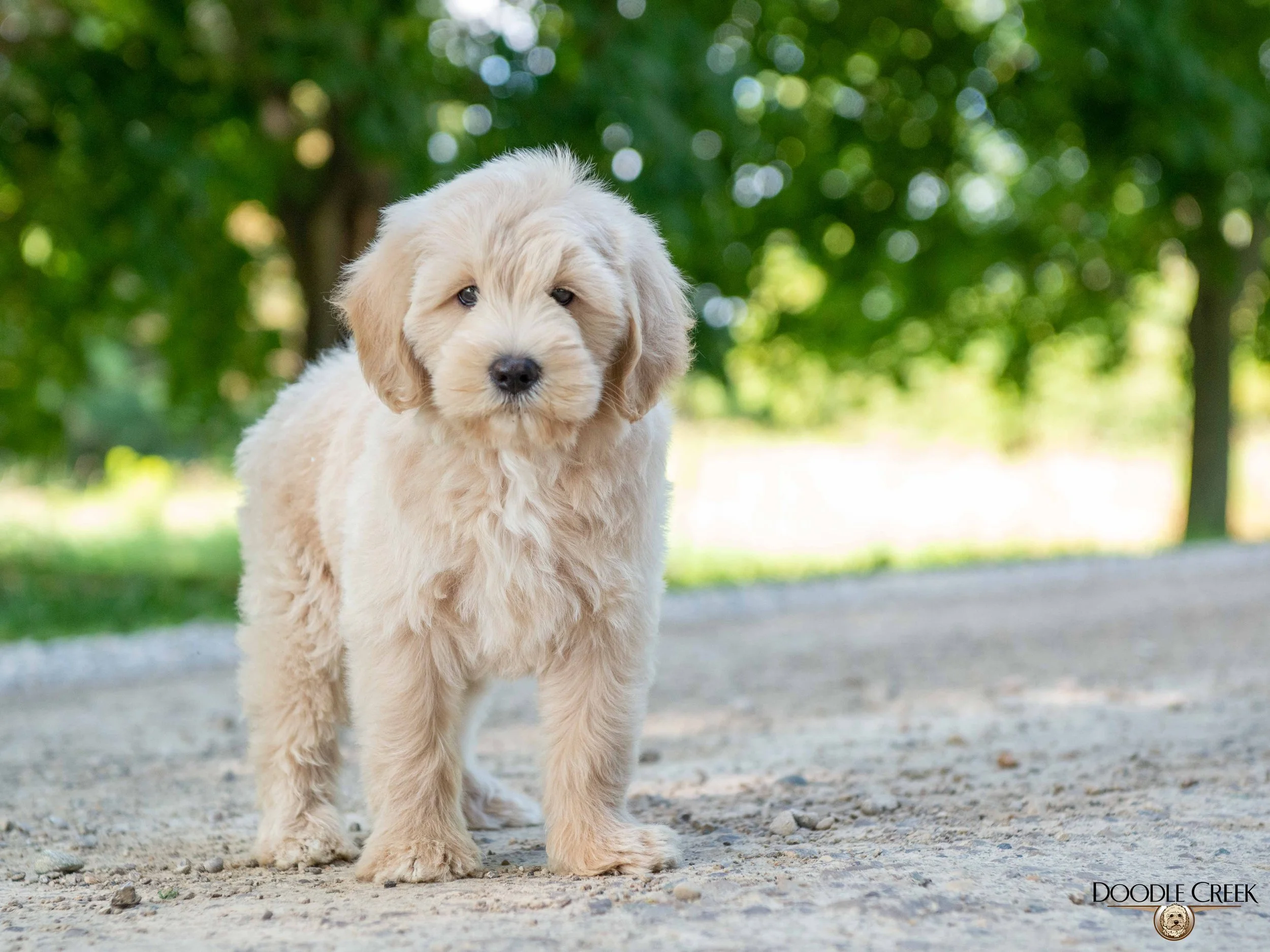 Amelia's Multigen Mini English Goldendoodles — Doodle Creek