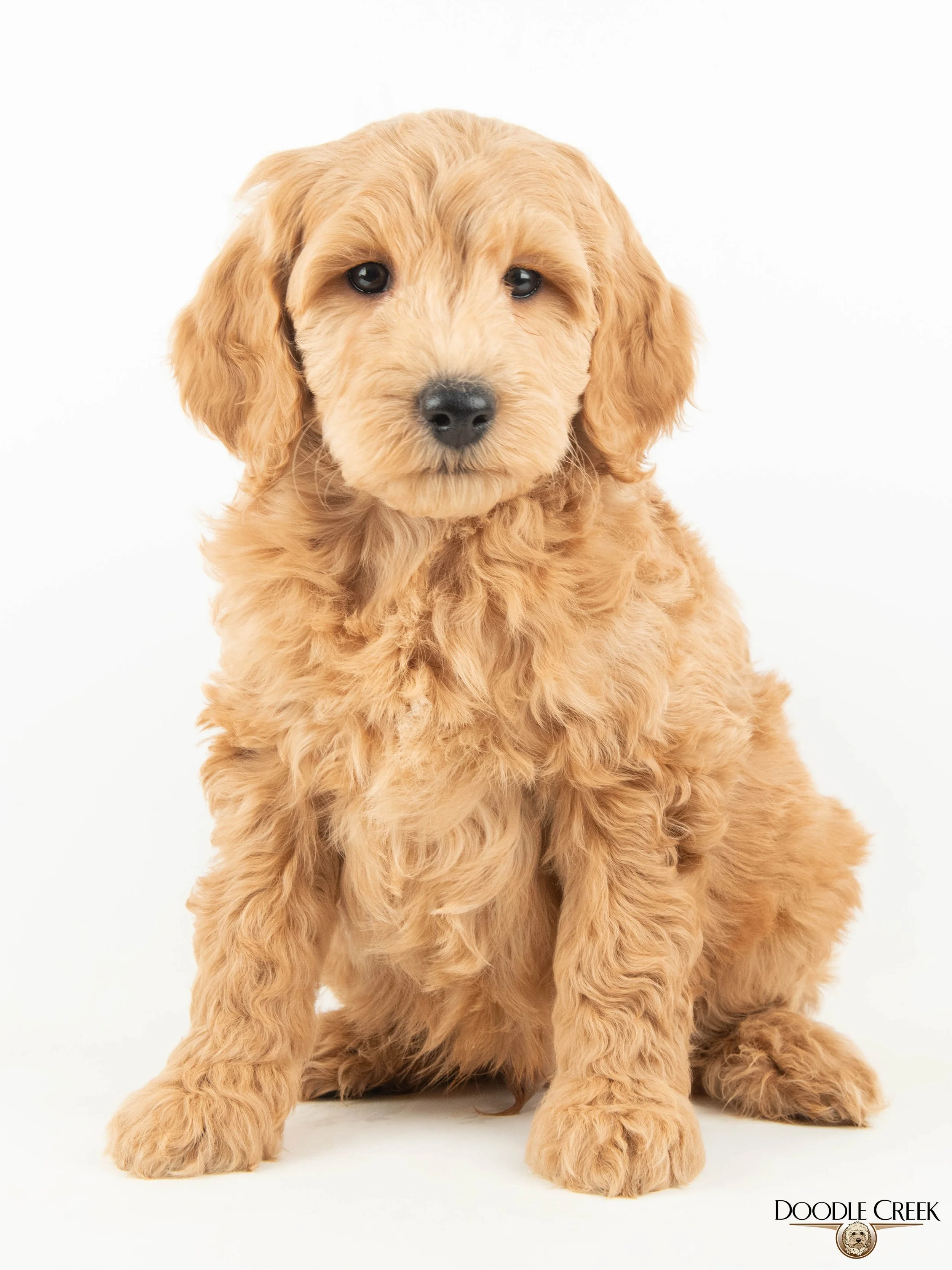 Lindy's F1bb Tiny English Goldendoodles — Doodle Creek