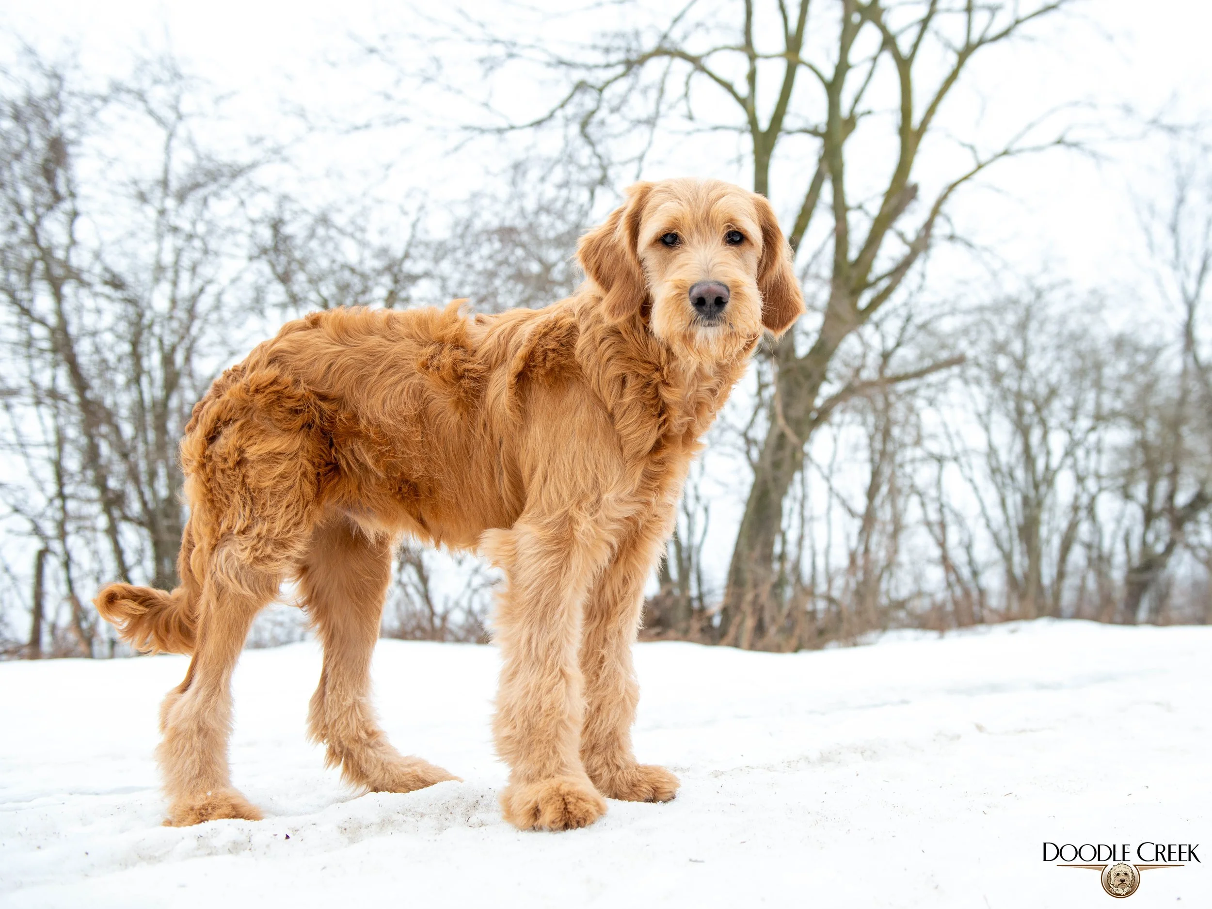 Older English Goldendoodle Puppies Available — Doodle Creek
